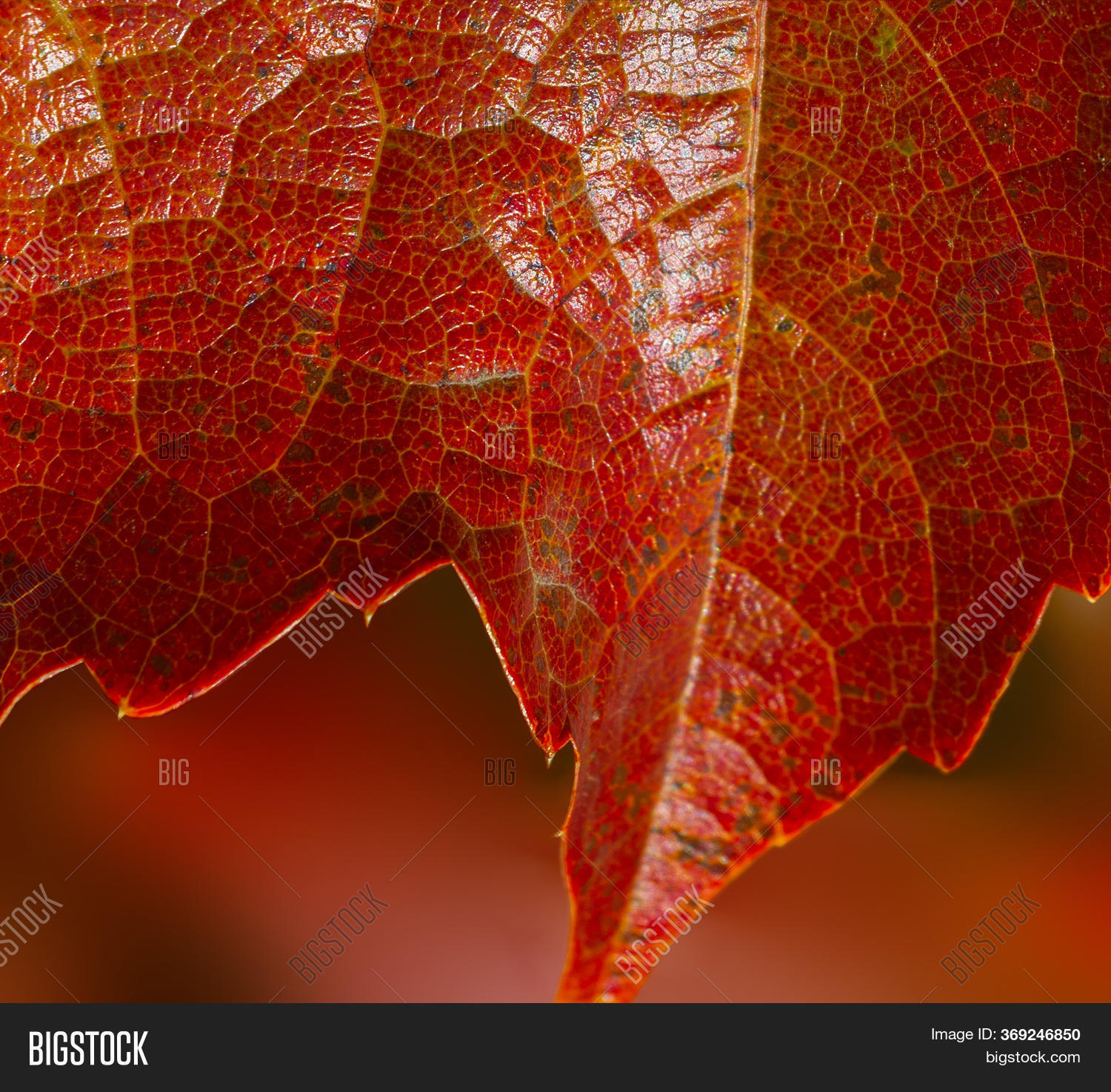 Red Macro Leaf Autumn Image & Photo (Free Trial) | Bigstock