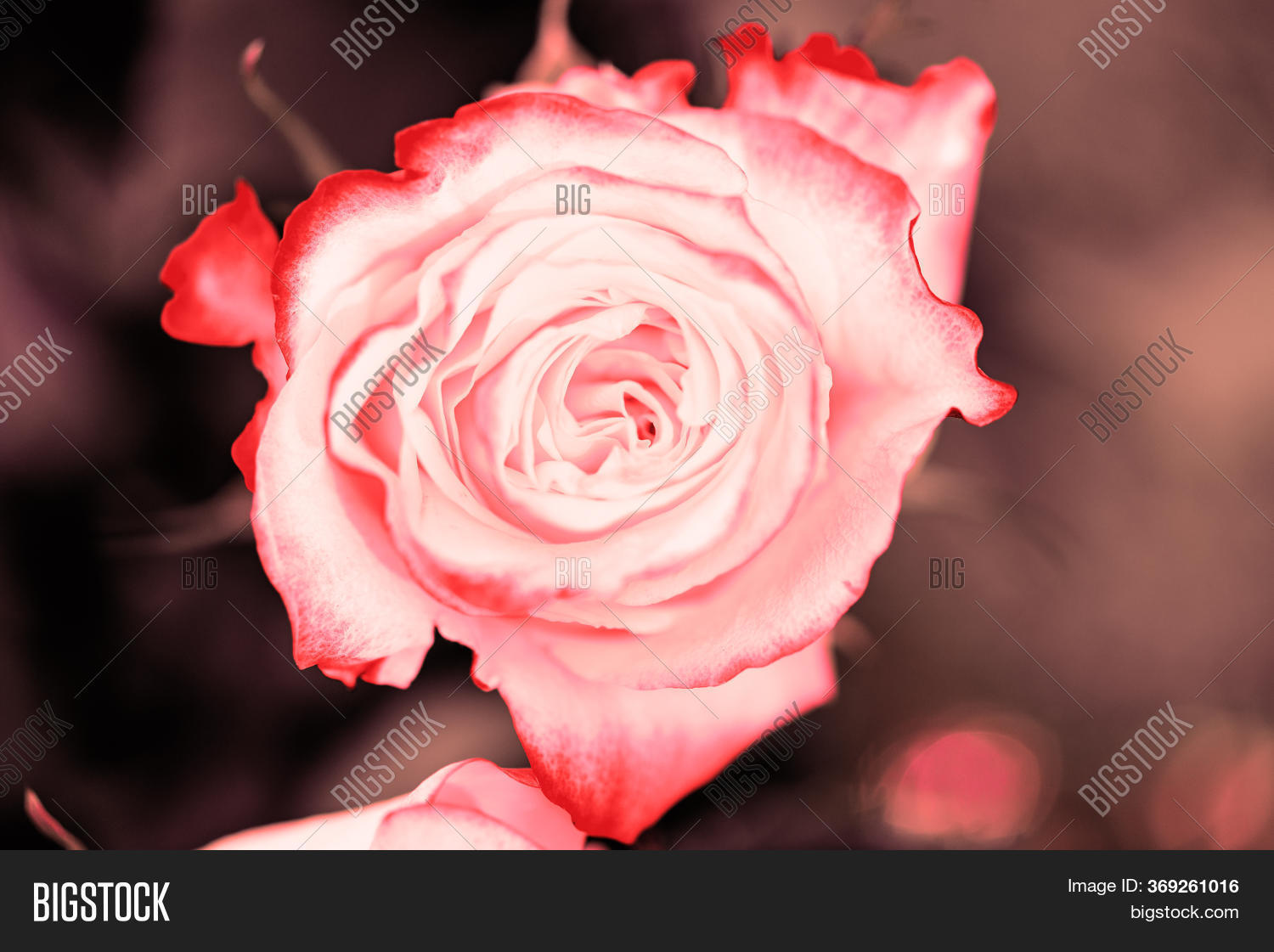 Soft Coral Rose Color Image & Photo (Free Trial) | Bigstock