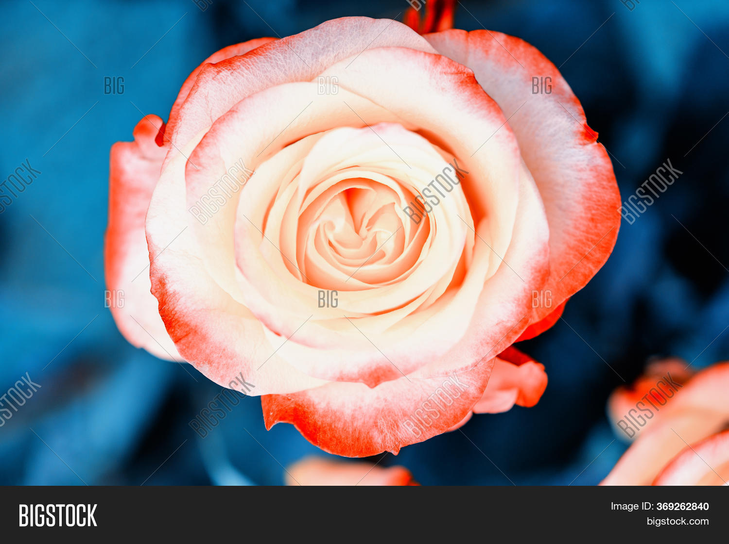 Soft Coral Rose Color Image & Photo (Free Trial) | Bigstock