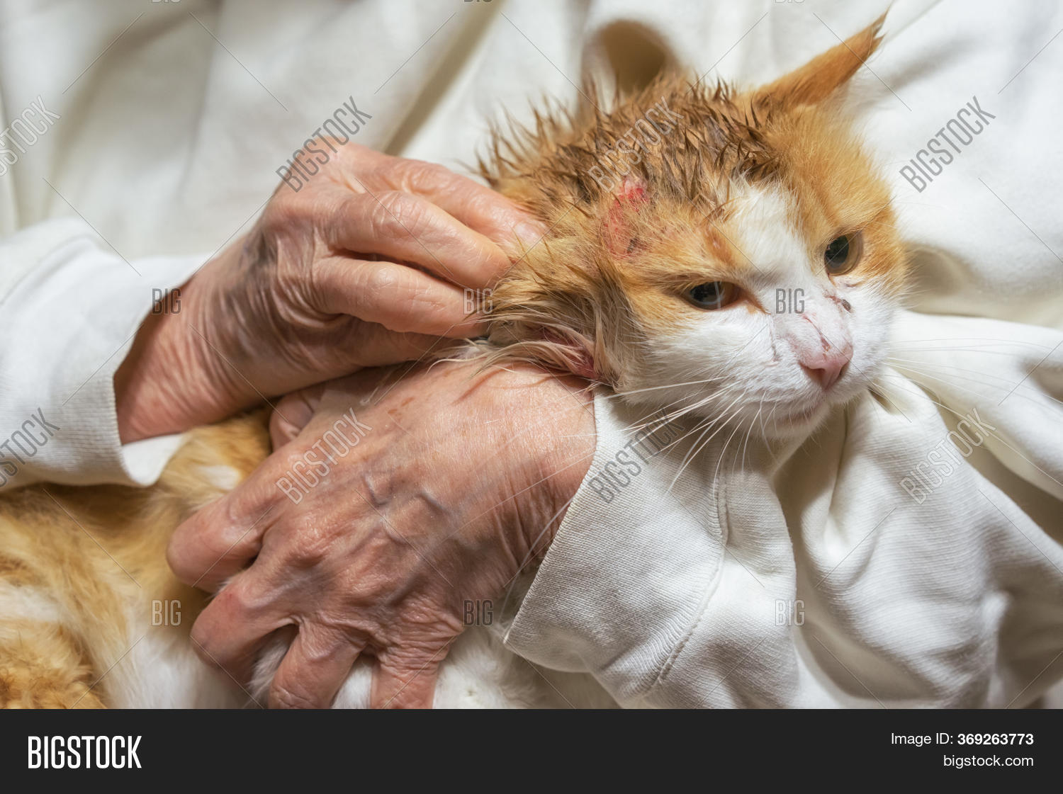Wounded Cat Sits On Image & Photo (Free Trial) | Bigstock