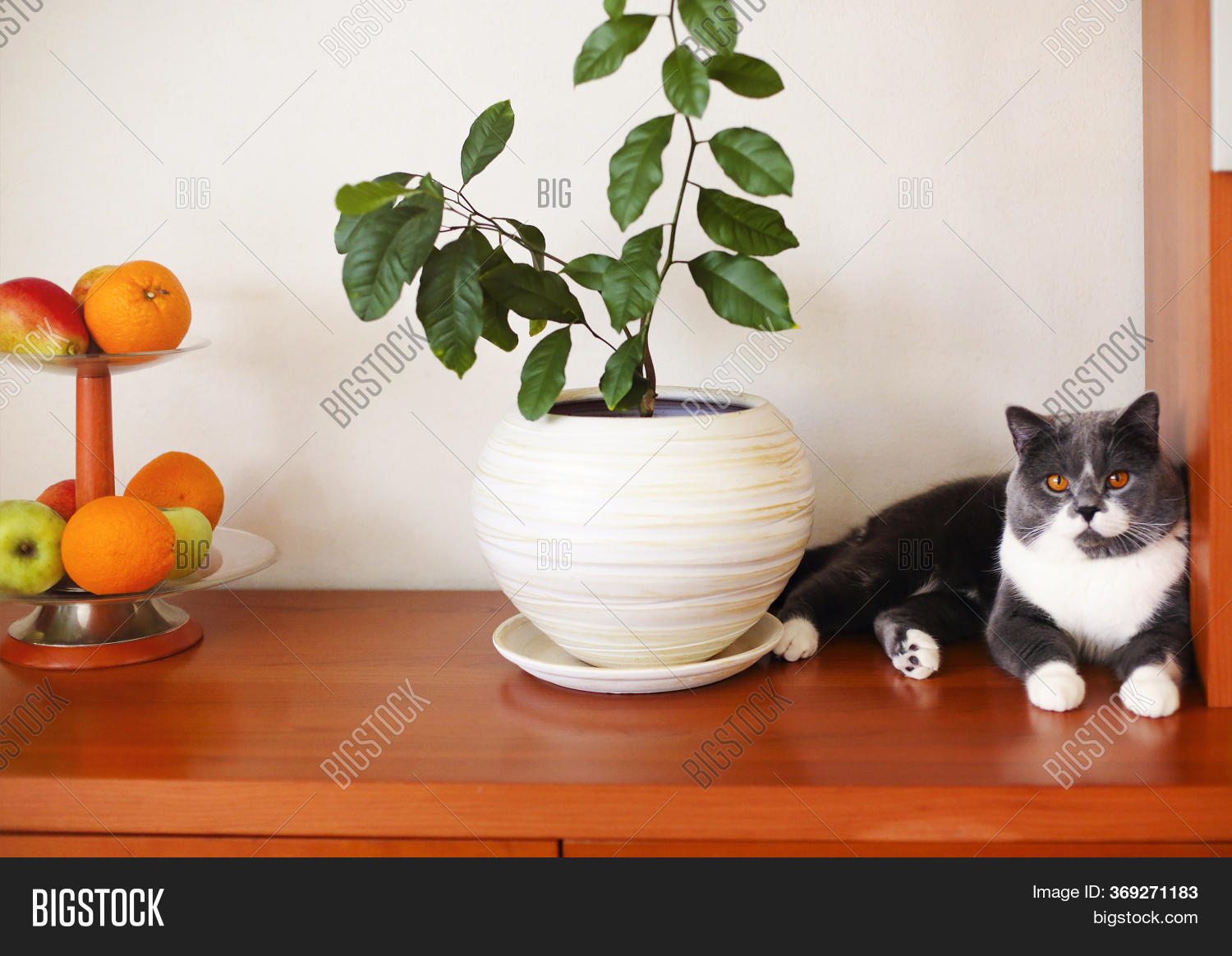 Cute Calm Fluffy Cat Image & Photo (Free Trial) | Bigstock