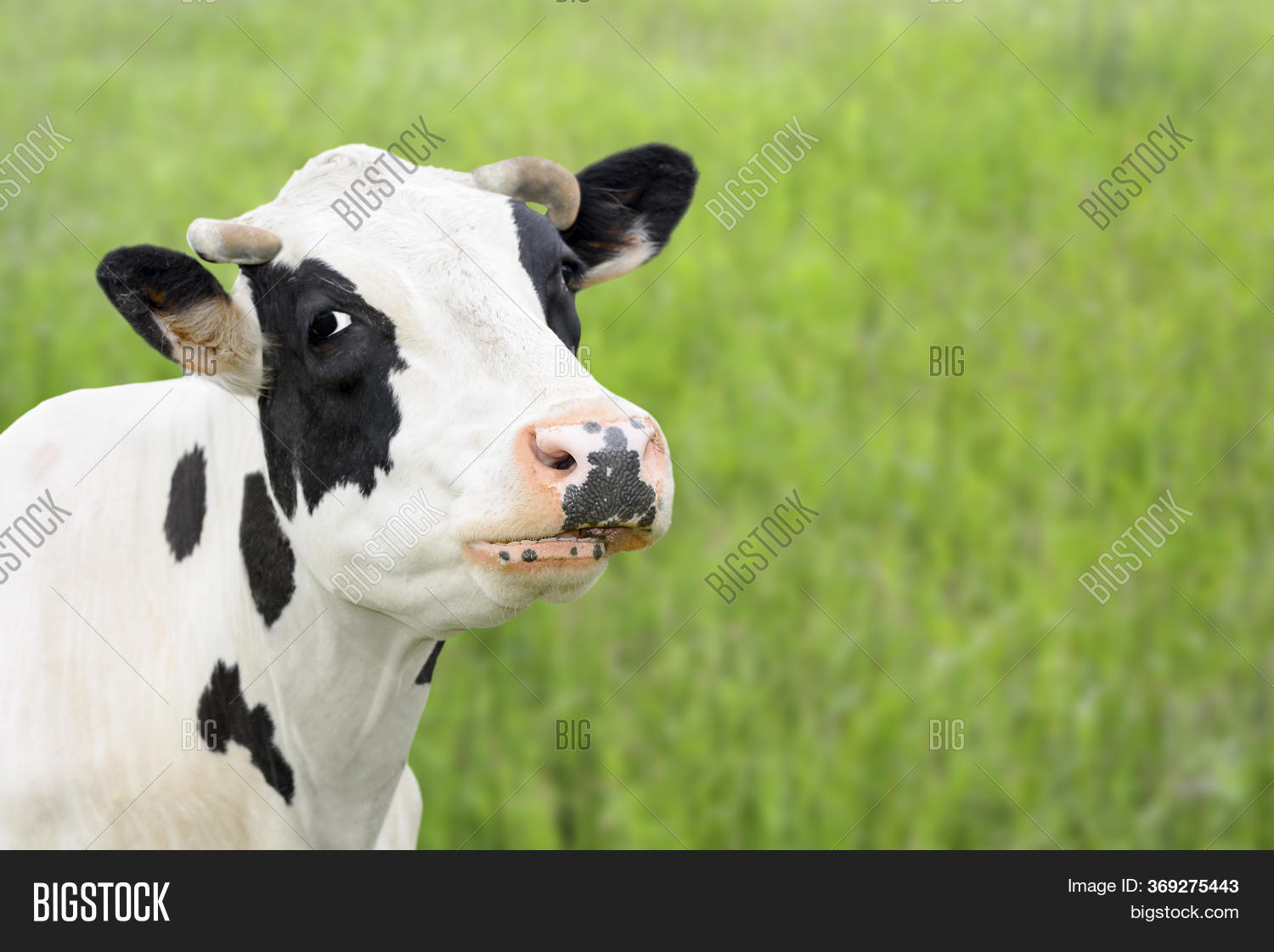 Portrait Funny Cow On Image & Photo (Free Trial) | Bigstock