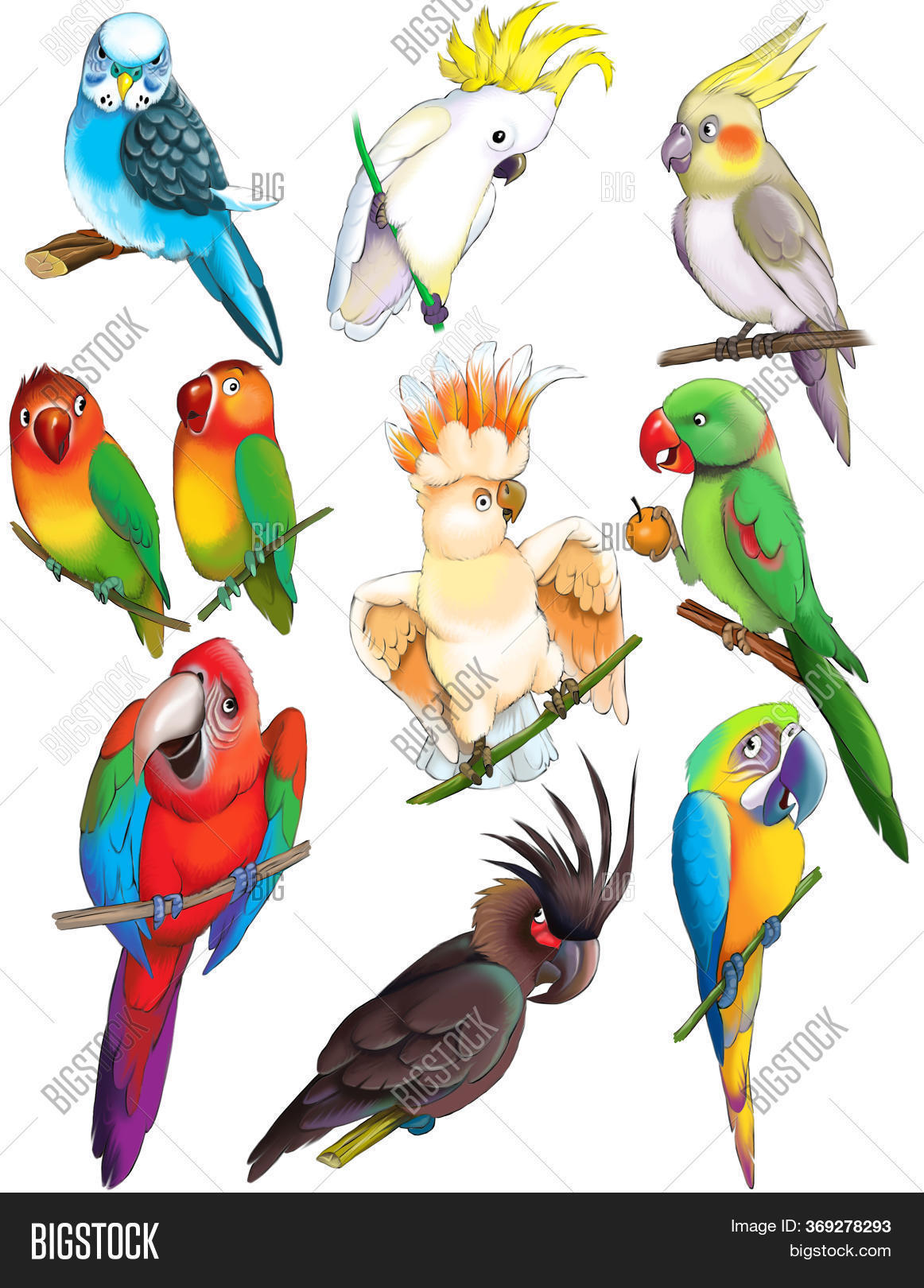 Drawing Bright Parrots Image & Photo (Free Trial) | Bigstock