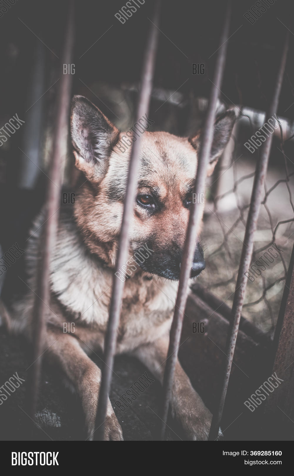 Big Sad Shepherd Old Image & Photo (Free Trial) | Bigstock