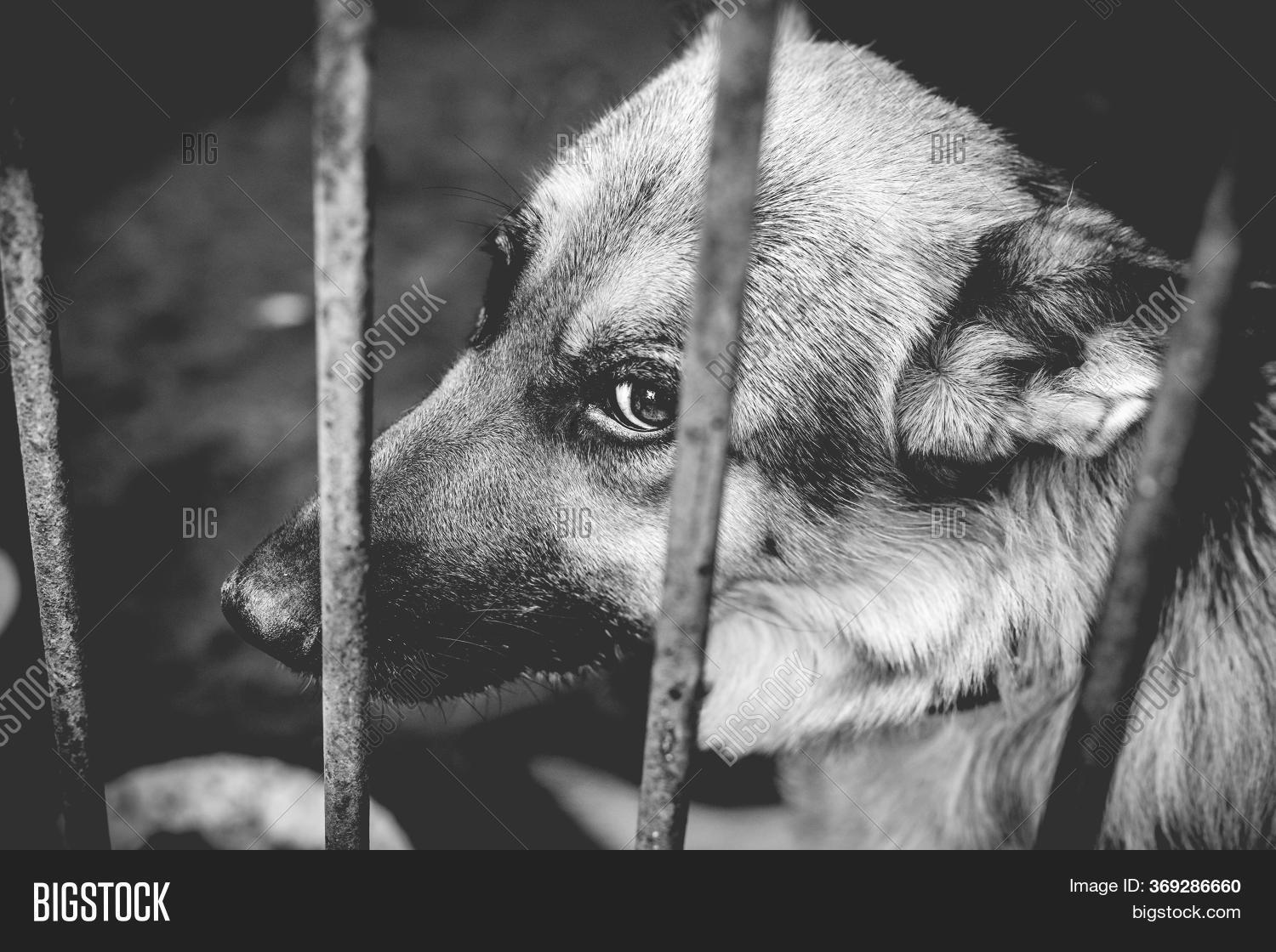 Big Sad Shepherd Old Image & Photo (Free Trial) | Bigstock