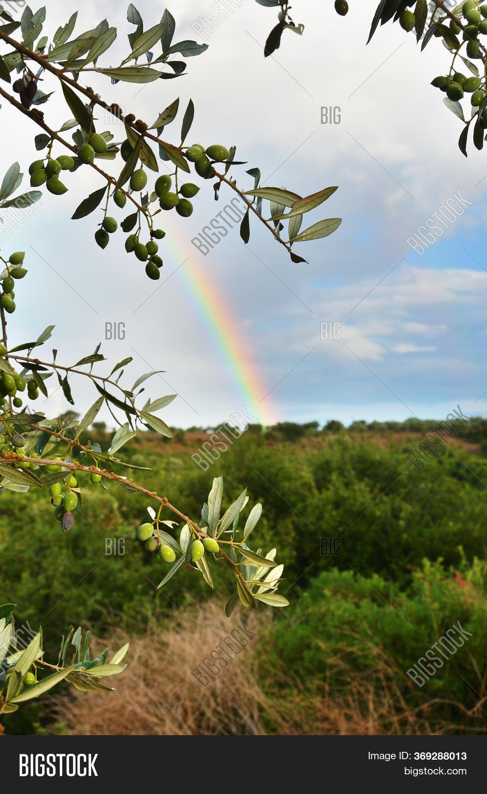 Olive Branches After Image & Photo (Free Trial) | Bigstock