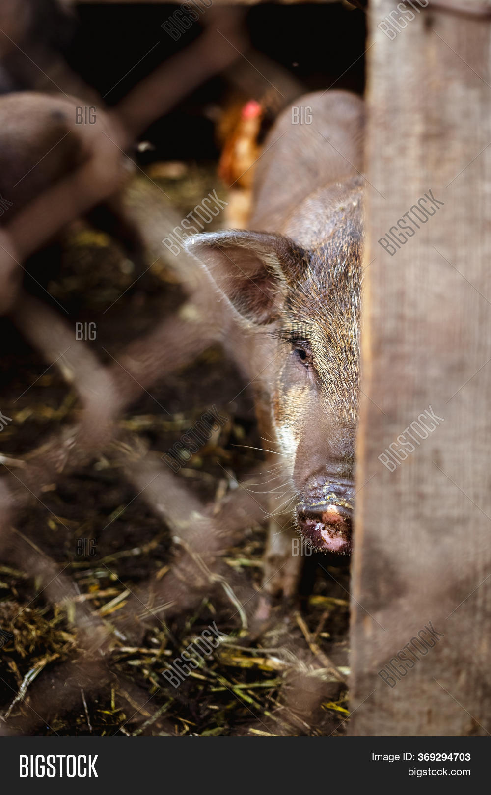 Little Red Pig On Farm Image & Photo (Free Trial) | Bigstock