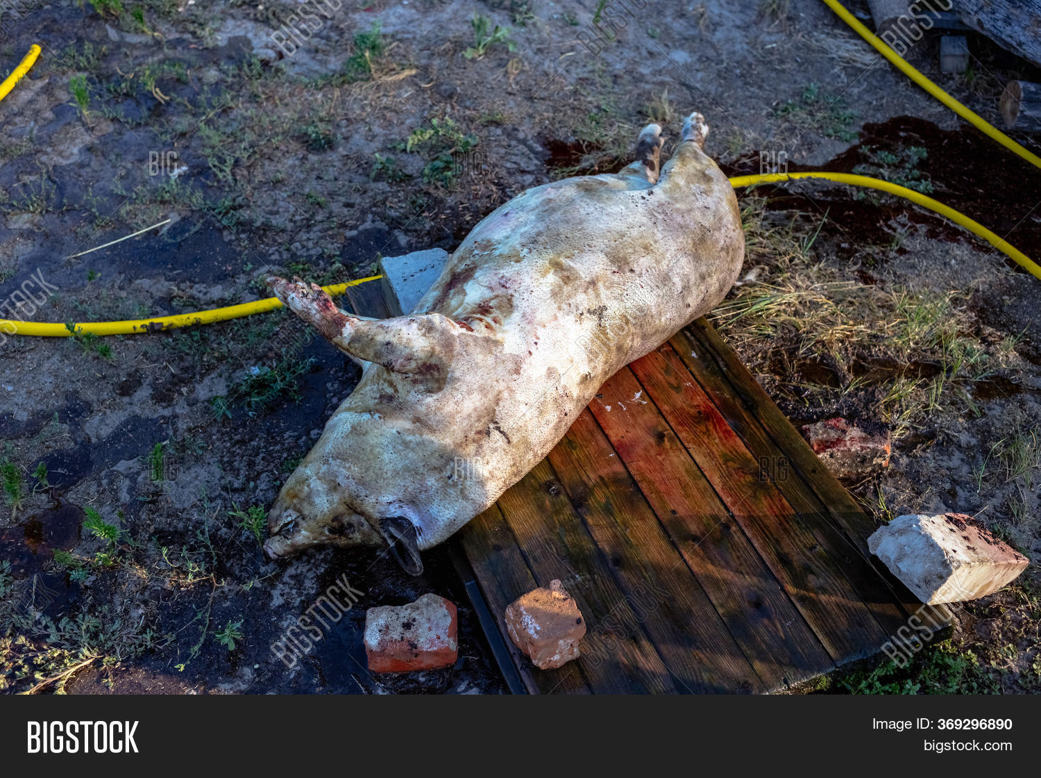 Dead Pig After Burning Image & Photo (Free Trial) | Bigstock