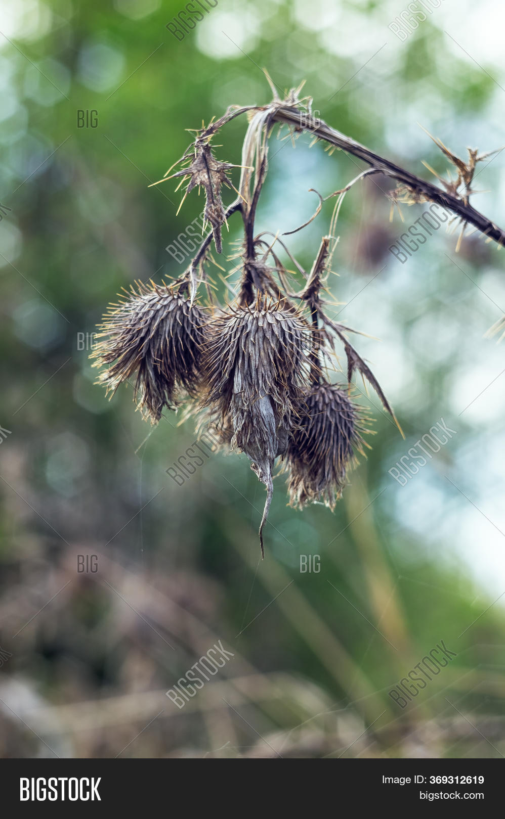 Spiny Dry Weed. Dry Image & Photo (Free Trial) | Bigstock