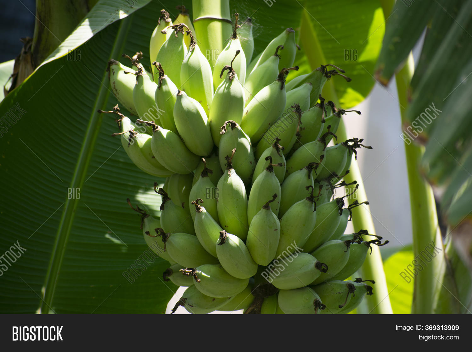 Garden Fresh Cluster Image & Photo (Free Trial) | Bigstock