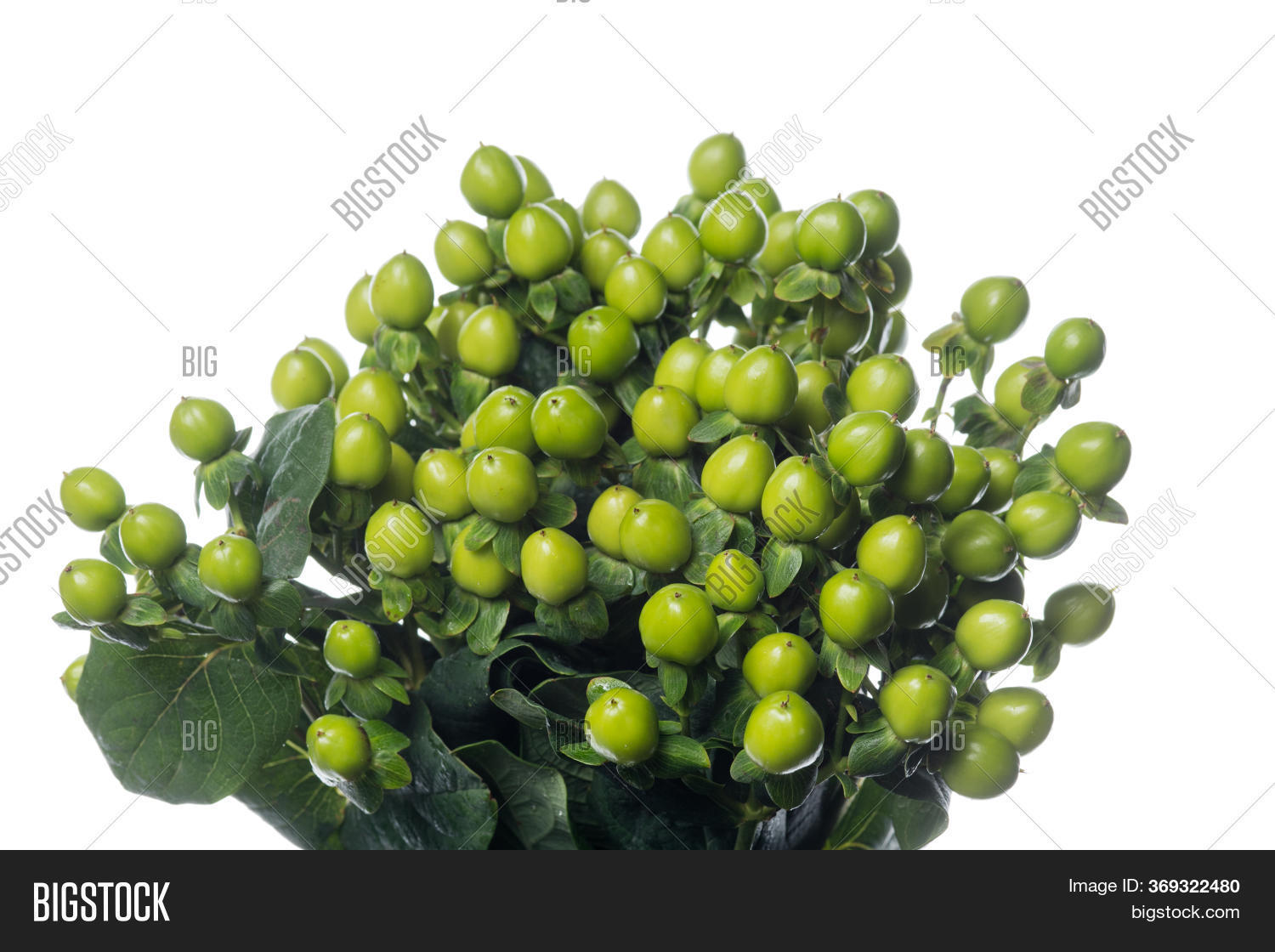 Hypericum Green. Close Image & Photo (Free Trial) | Bigstock