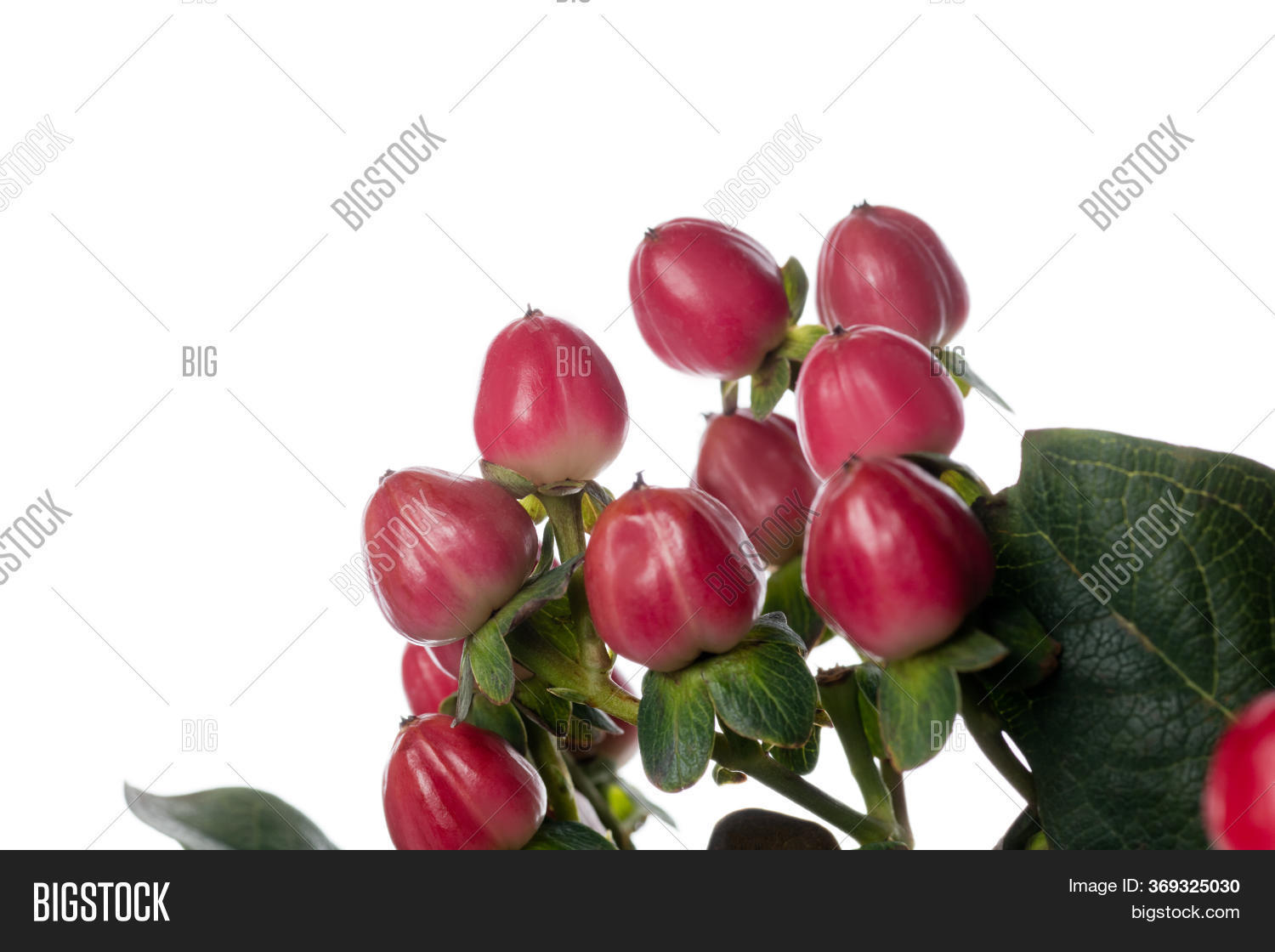 Hypericum Pink, Red. Image & Photo (Free Trial) | Bigstock