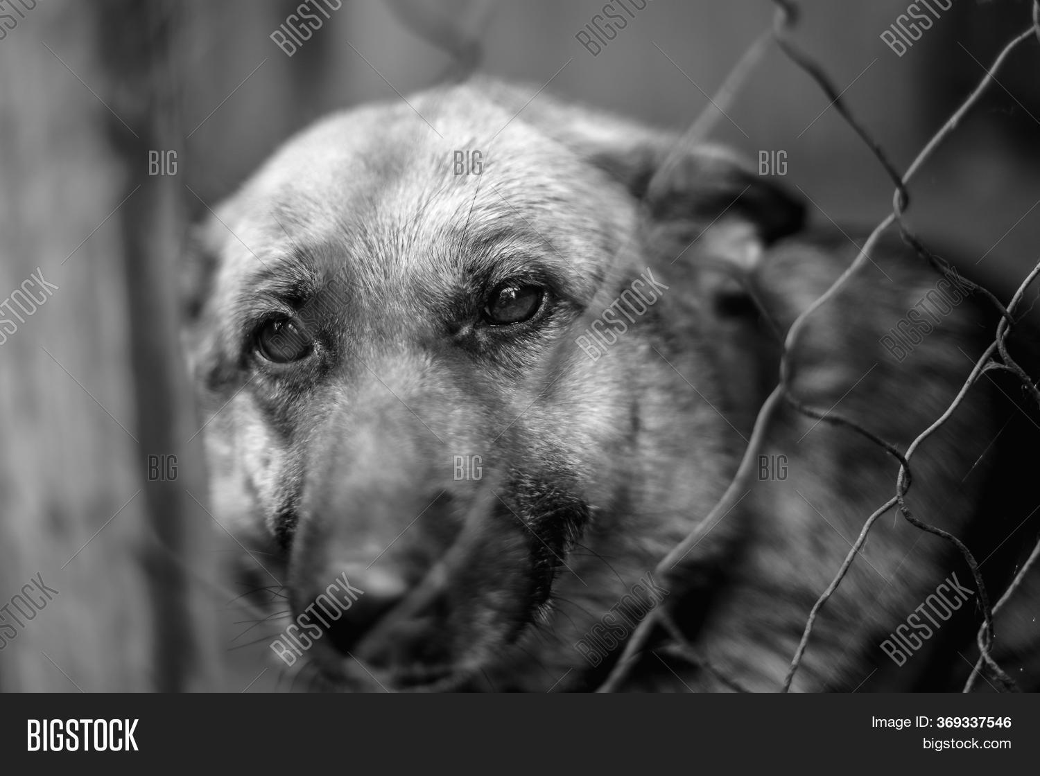 Big Sad Shepherd Old Image & Photo (Free Trial) | Bigstock