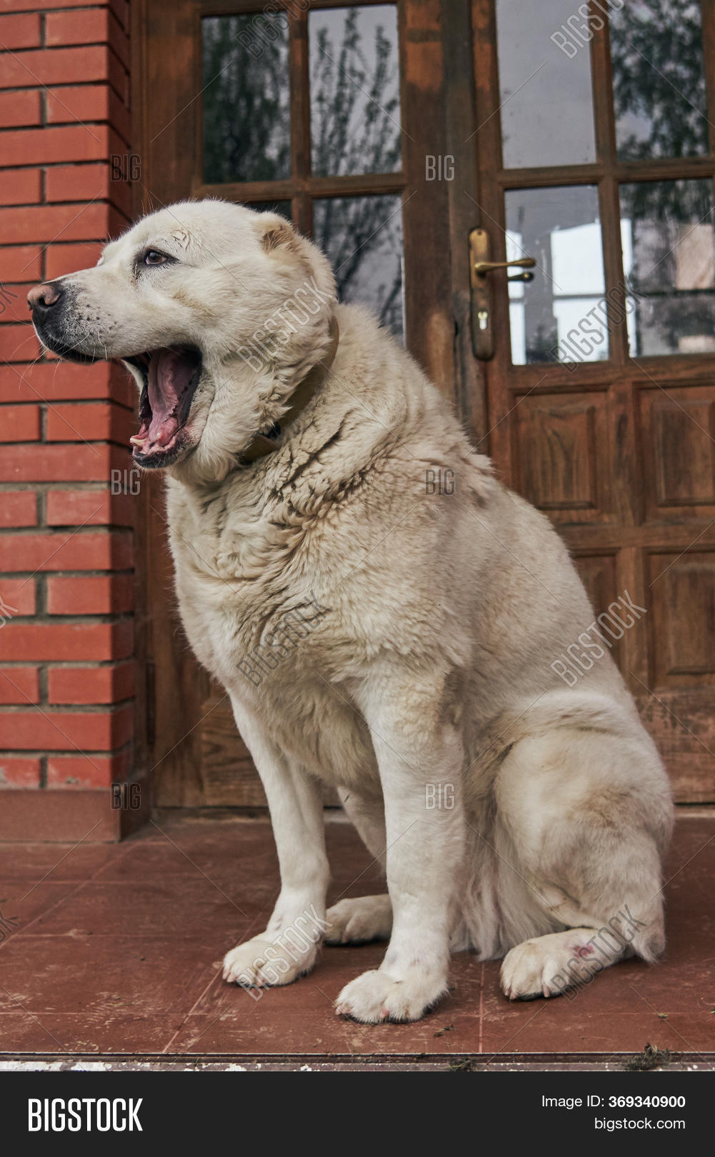 Large Fawn Alabai Sits Image & Photo (Free Trial) | Bigstock