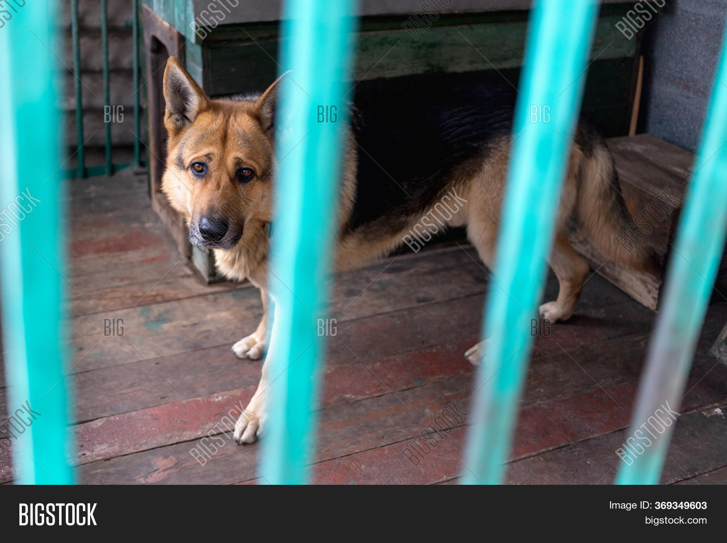 Big Sad Shepherd Old Image & Photo (Free Trial) | Bigstock
