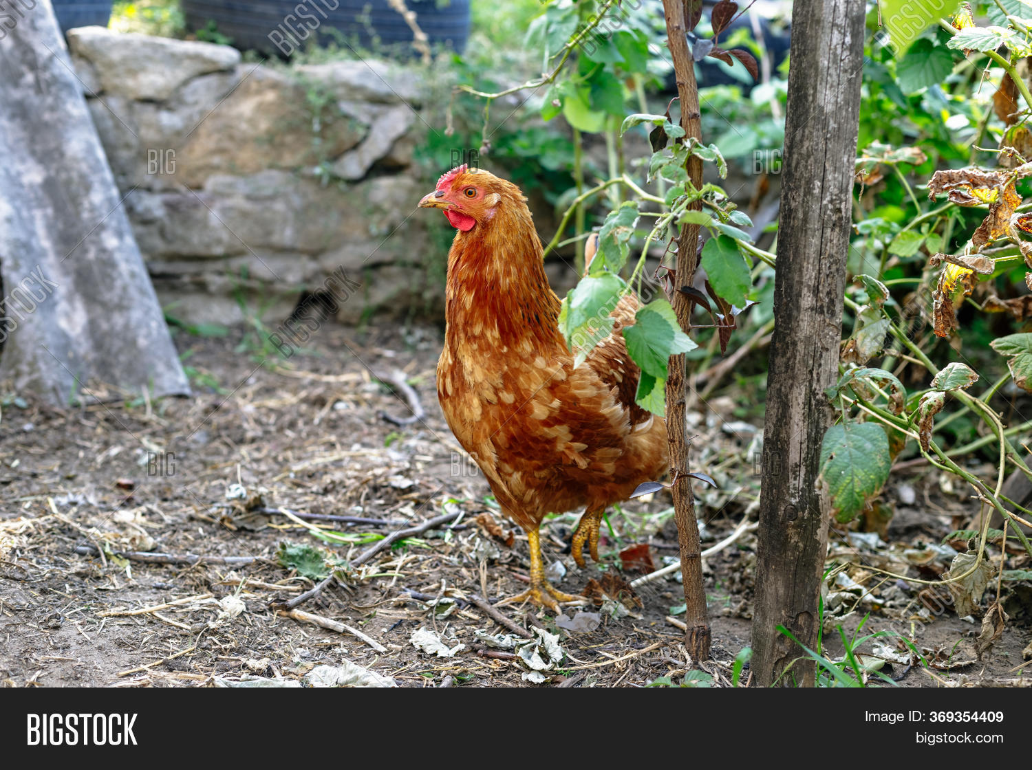 Small Red Chicken Image & Photo (Free Trial) | Bigstock