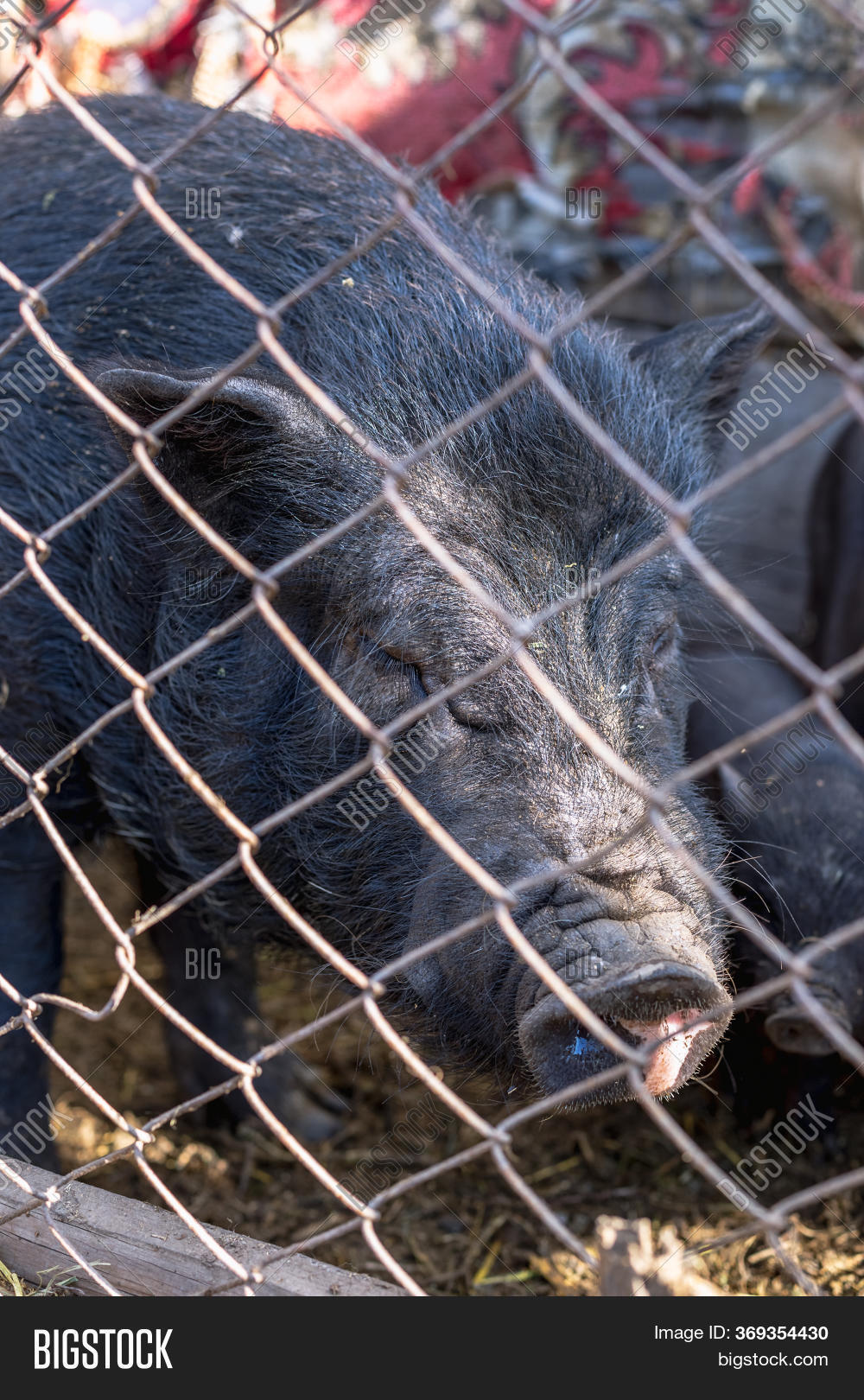 Vietnamese Pigs Behind Image & Photo (Free Trial) | Bigstock