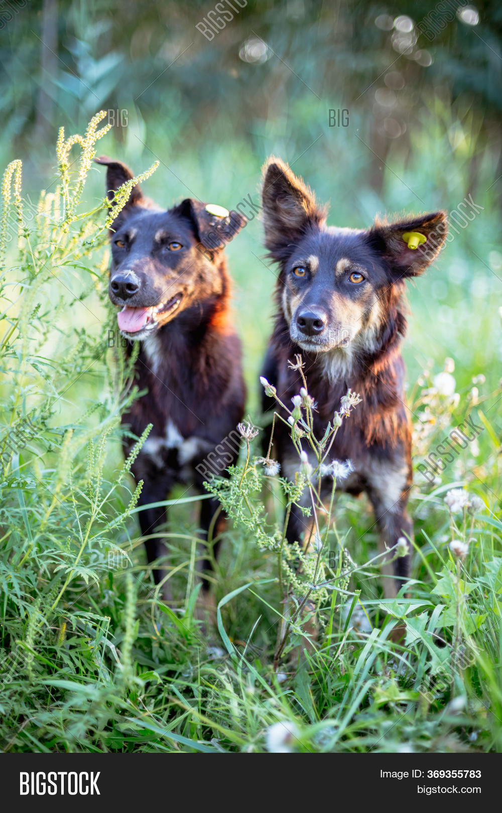 Two Stray Dogs Green Image & Photo (Free Trial) | Bigstock