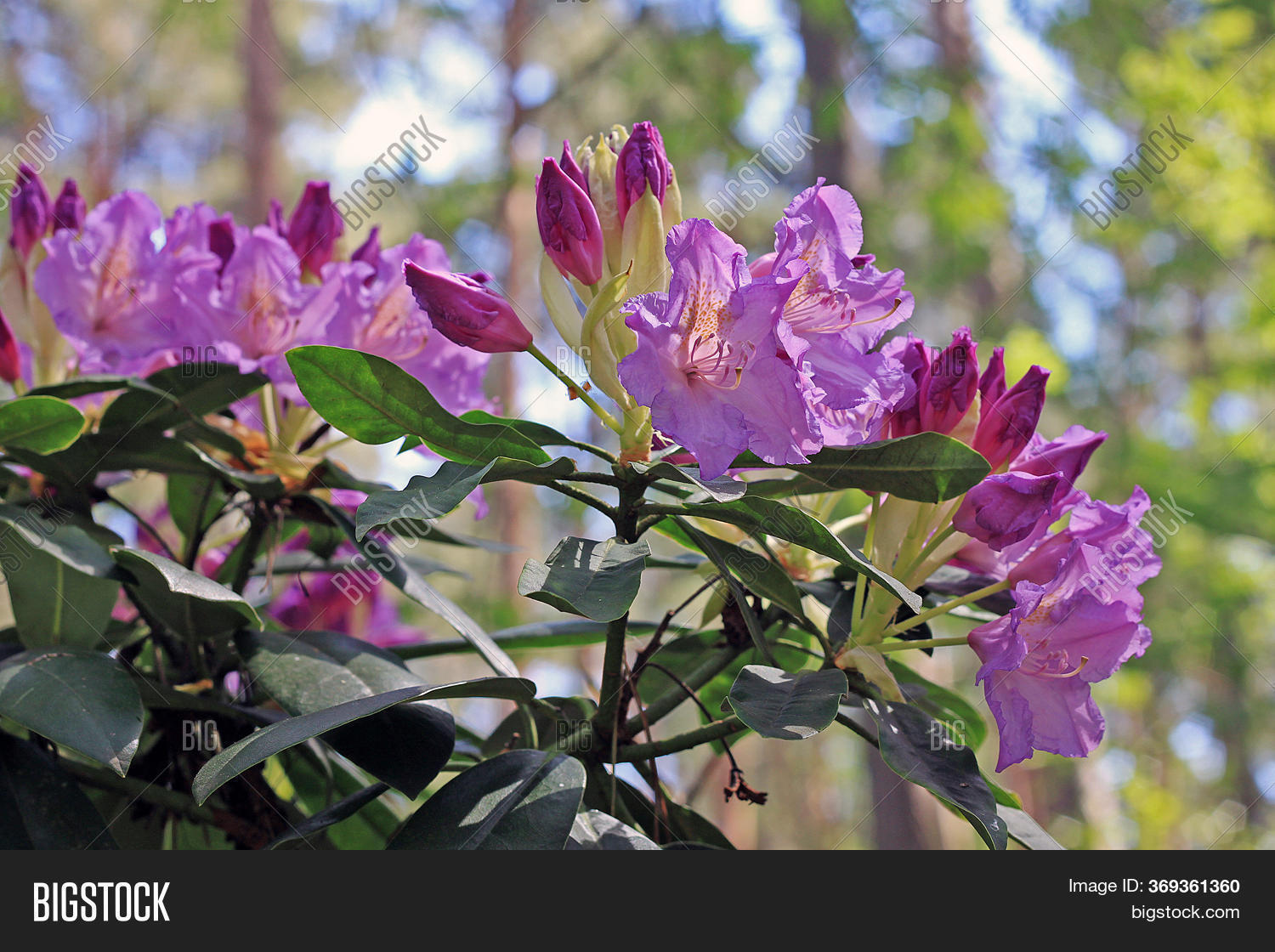Rhododendron Spring. Image & Photo (Free Trial) | Bigstock