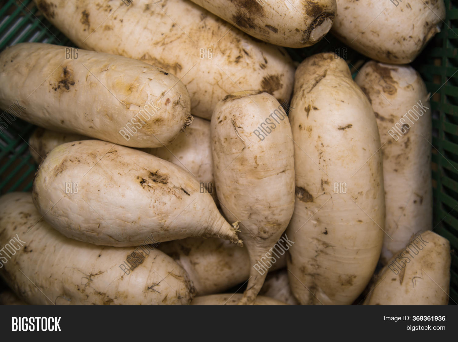 Daikon Root Plant Image & Photo (Free Trial) | Bigstock