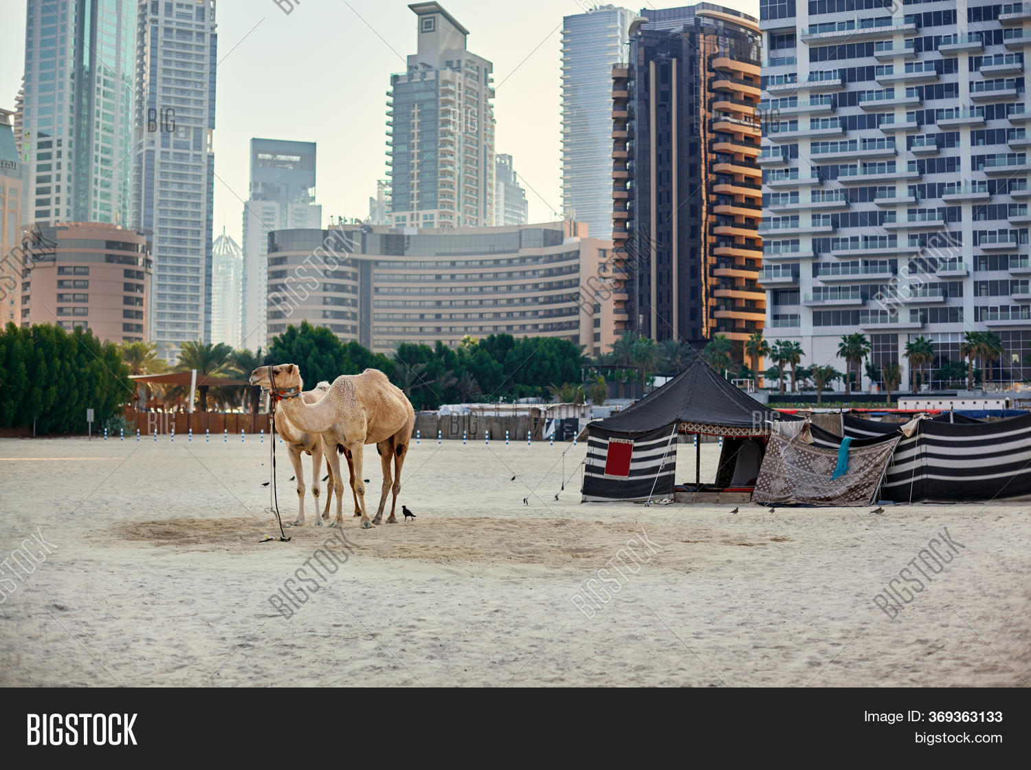 Camels Stand On Beach Image & Photo (Free Trial) | Bigstock