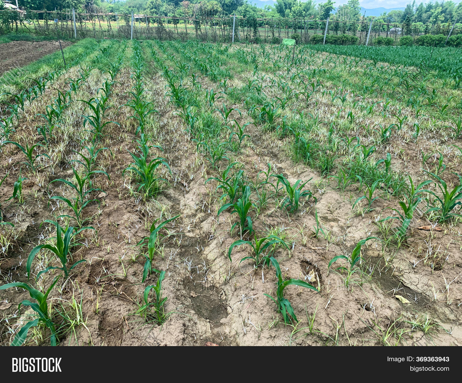 Corn Field Weed After Image & Photo (Free Trial) | Bigstock