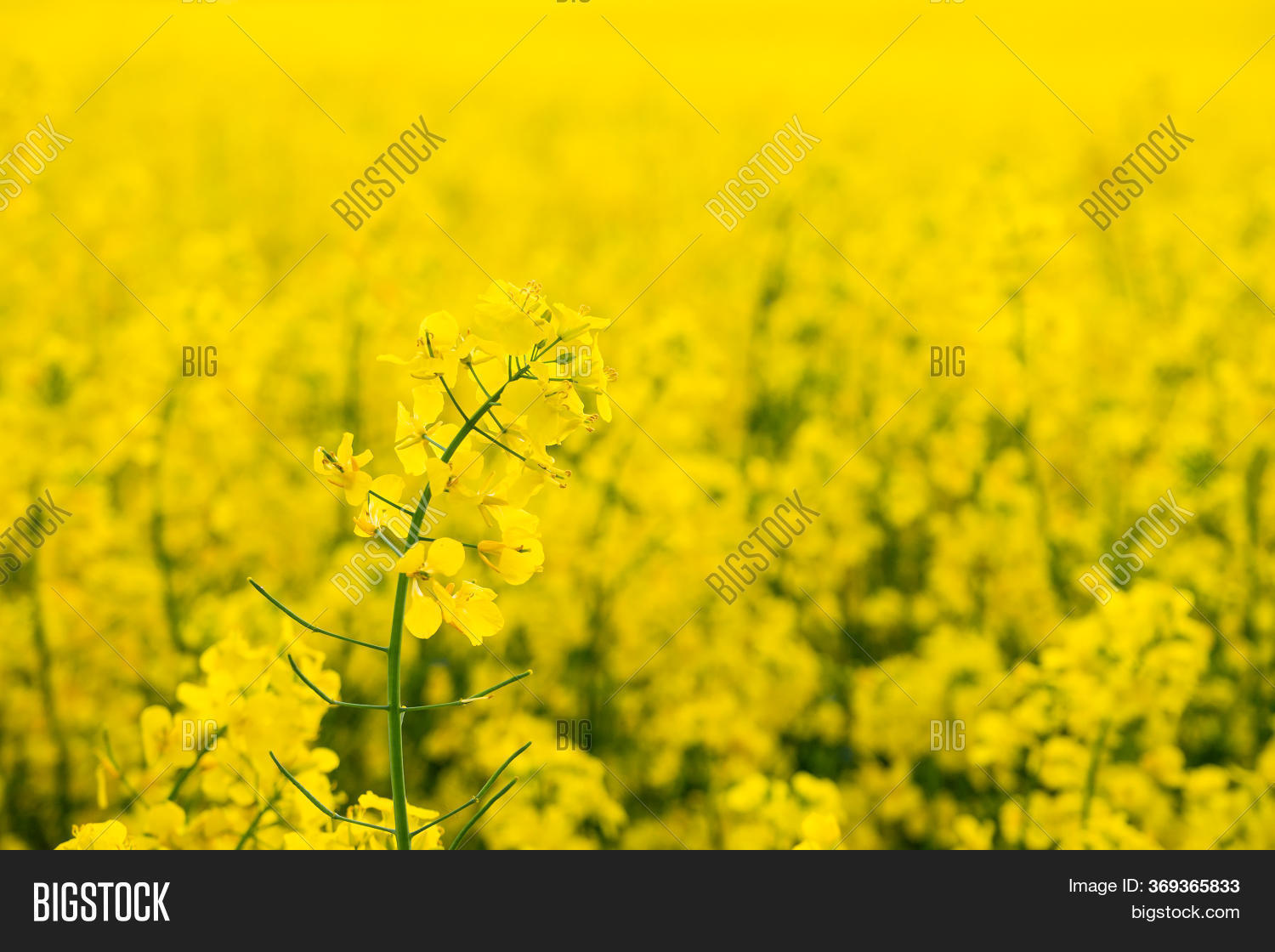 Flowering Oilseed Image & Photo (Free Trial) | Bigstock