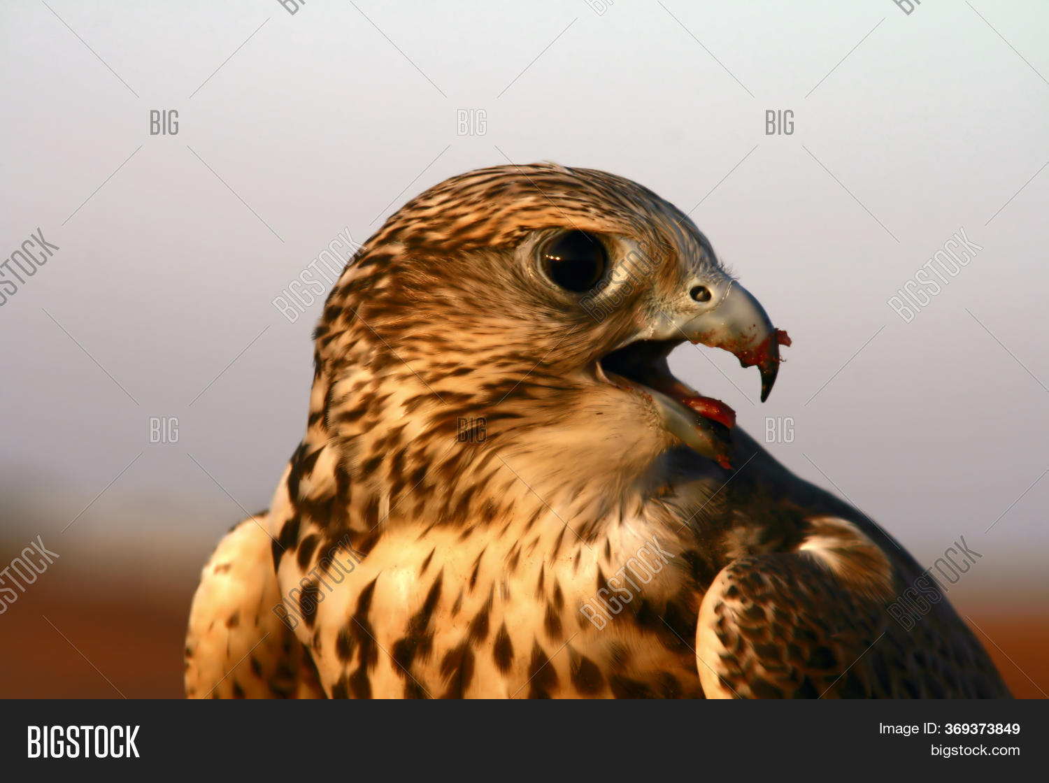 Closeup Falcon After Image & Photo (Free Trial) | Bigstock