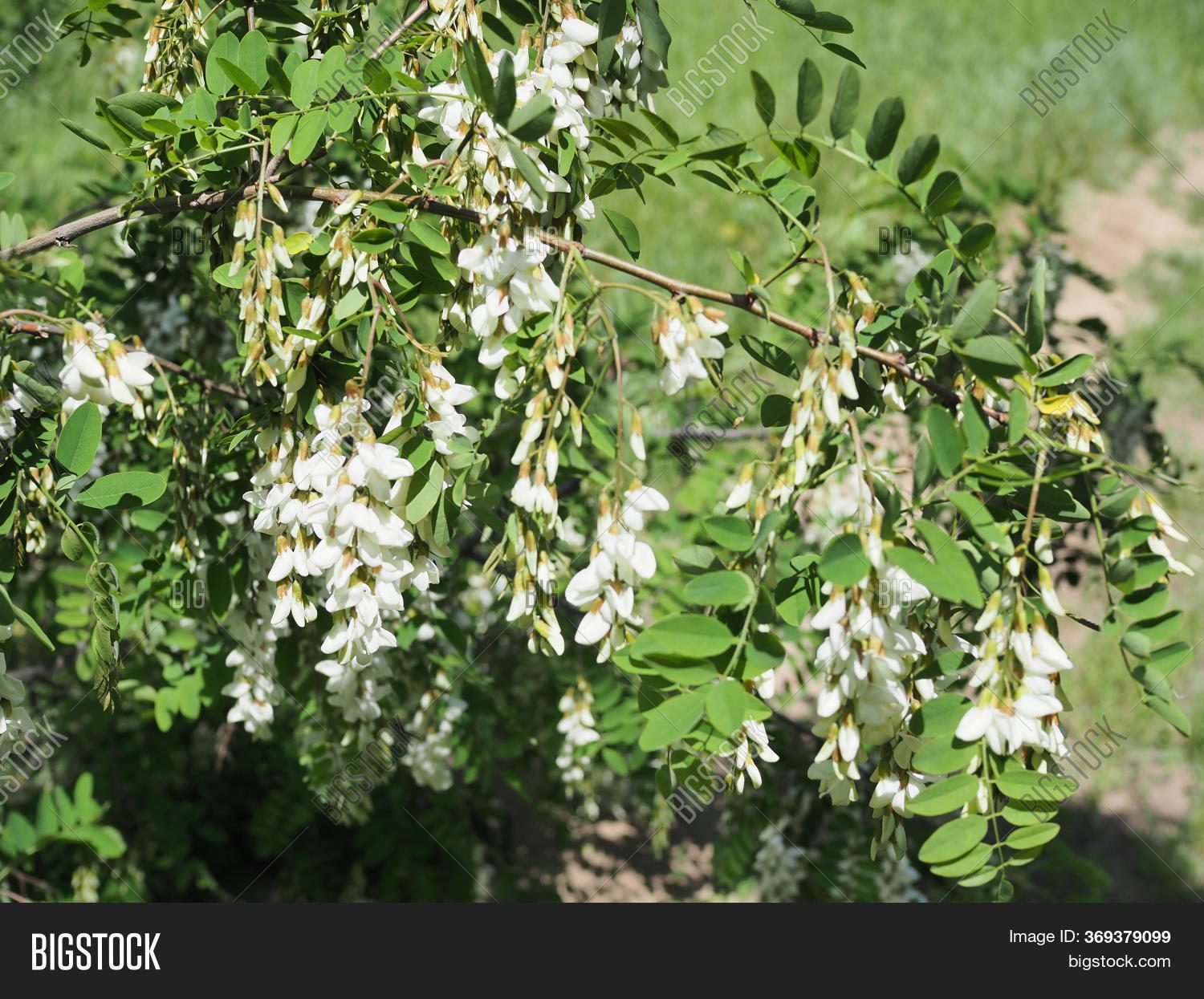 Blooming Acacia Tree Image & Photo (Free Trial) | Bigstock