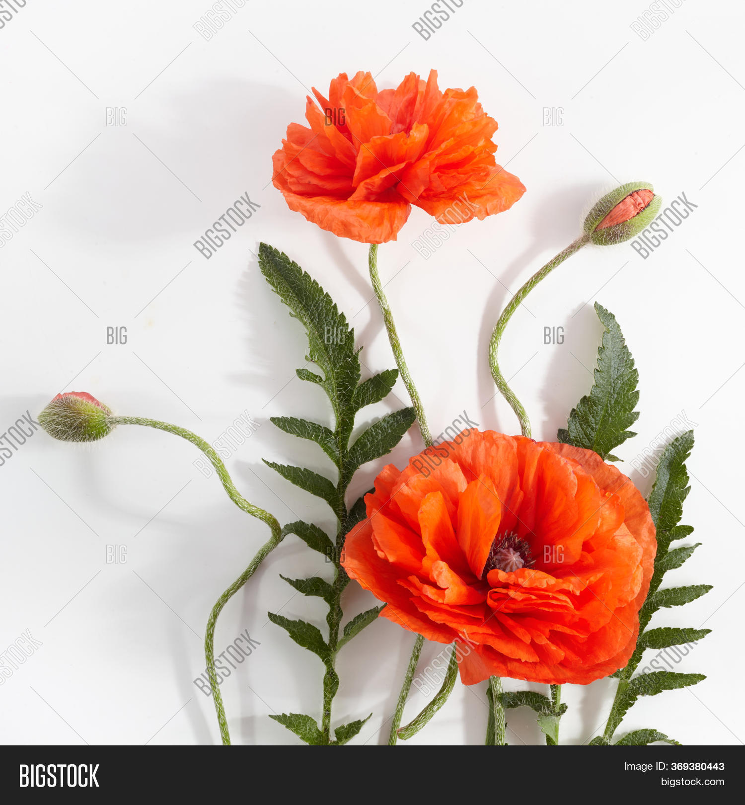 Red Poppies Isolated Image & Photo (Free Trial) | Bigstock