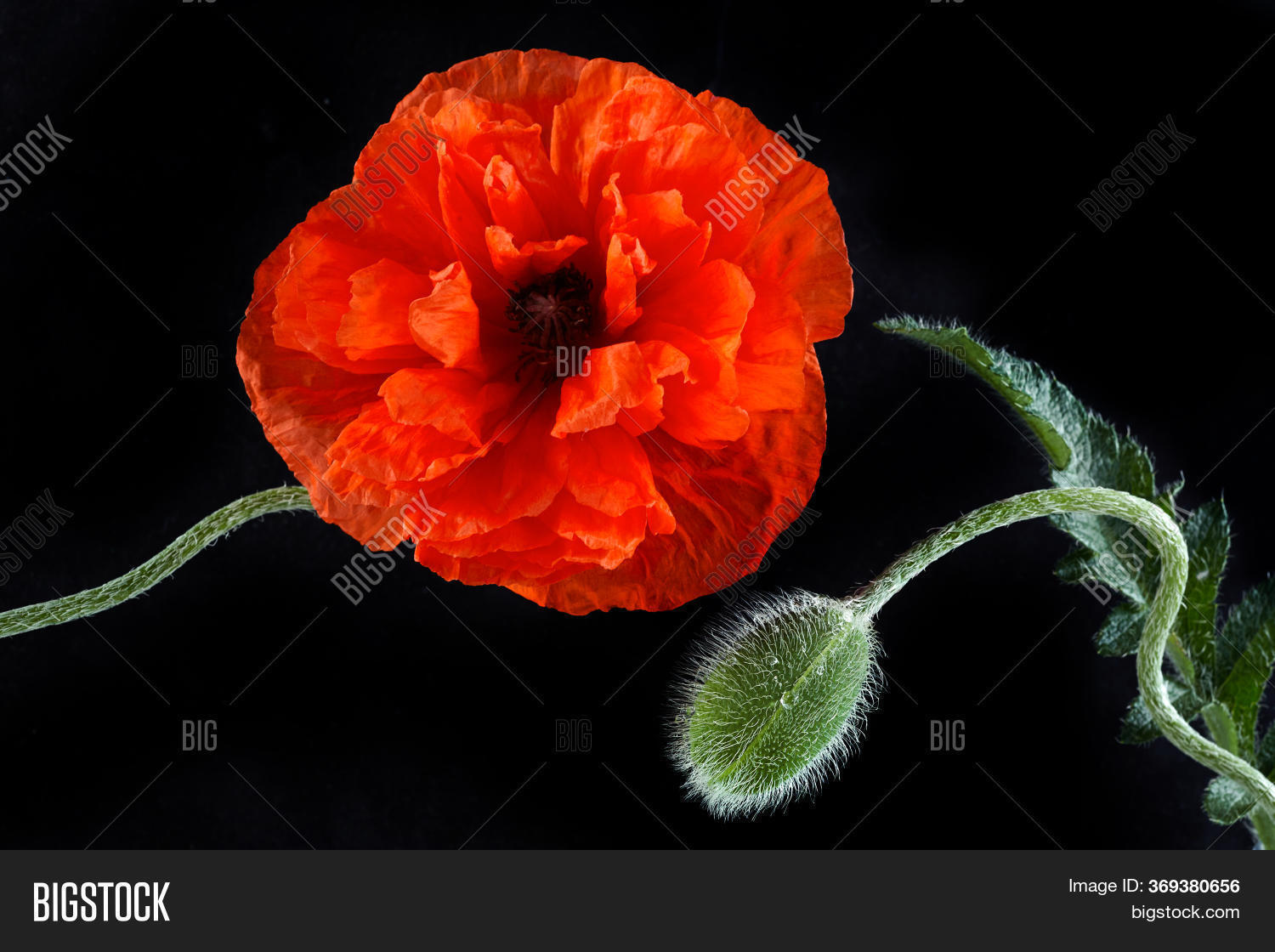 Red Poppies Isolated Image & Photo (Free Trial) | Bigstock