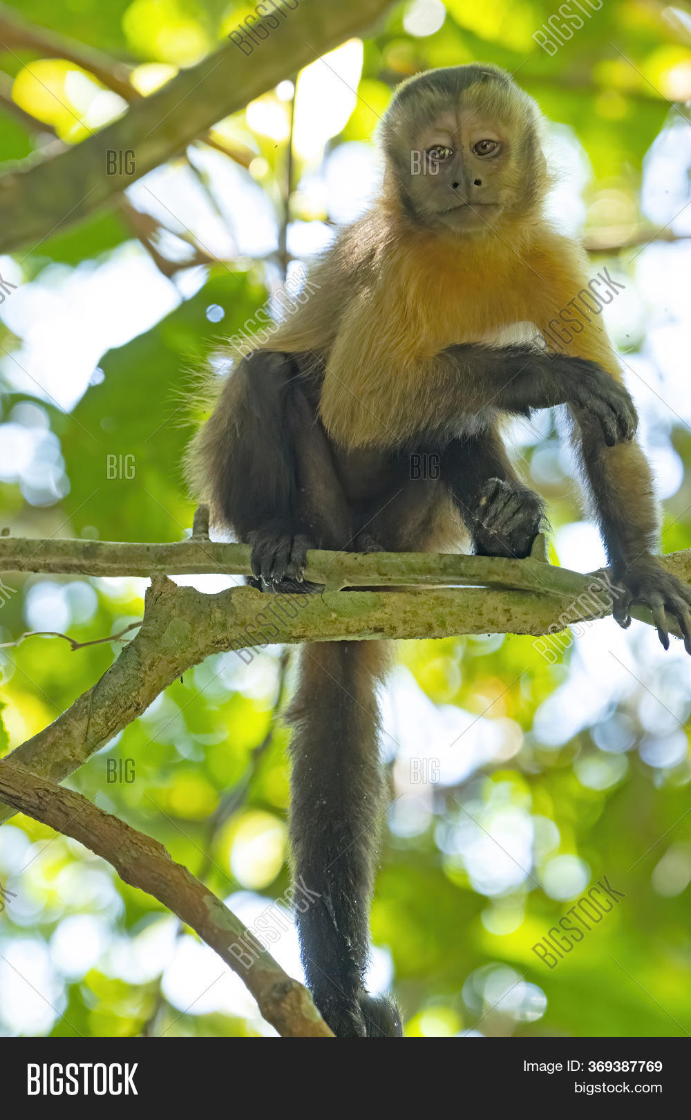 Young Capuchin Monkey Image & Photo (Free Trial) | Bigstock