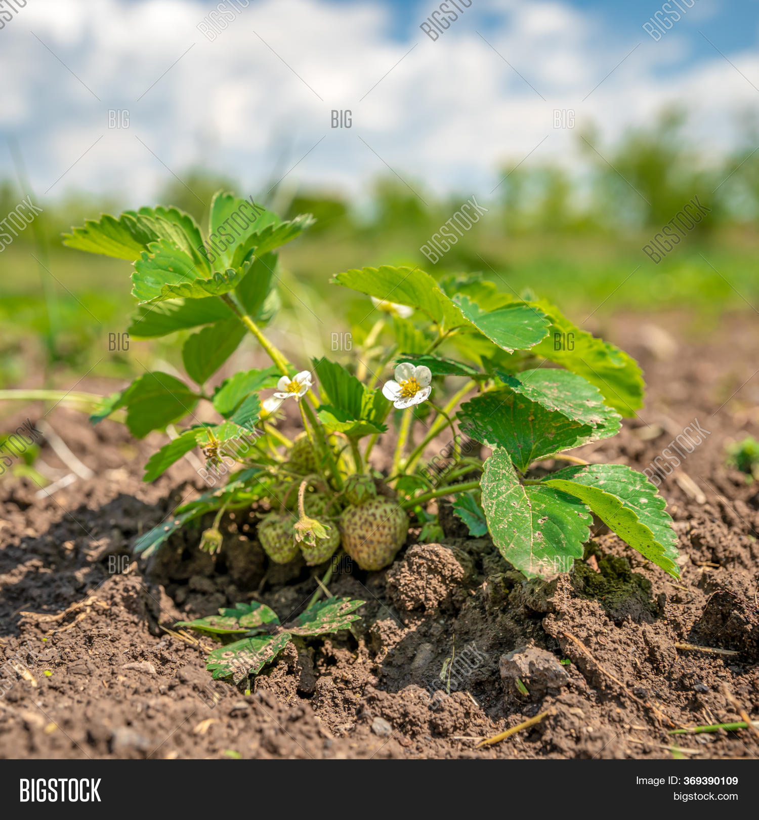 Strawberries Ripening Image & Photo (Free Trial) | Bigstock