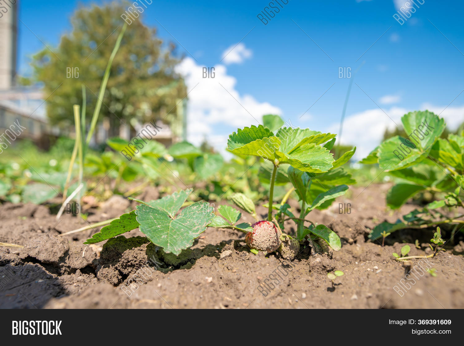 Flowering Strawberry Image & Photo (Free Trial) | Bigstock