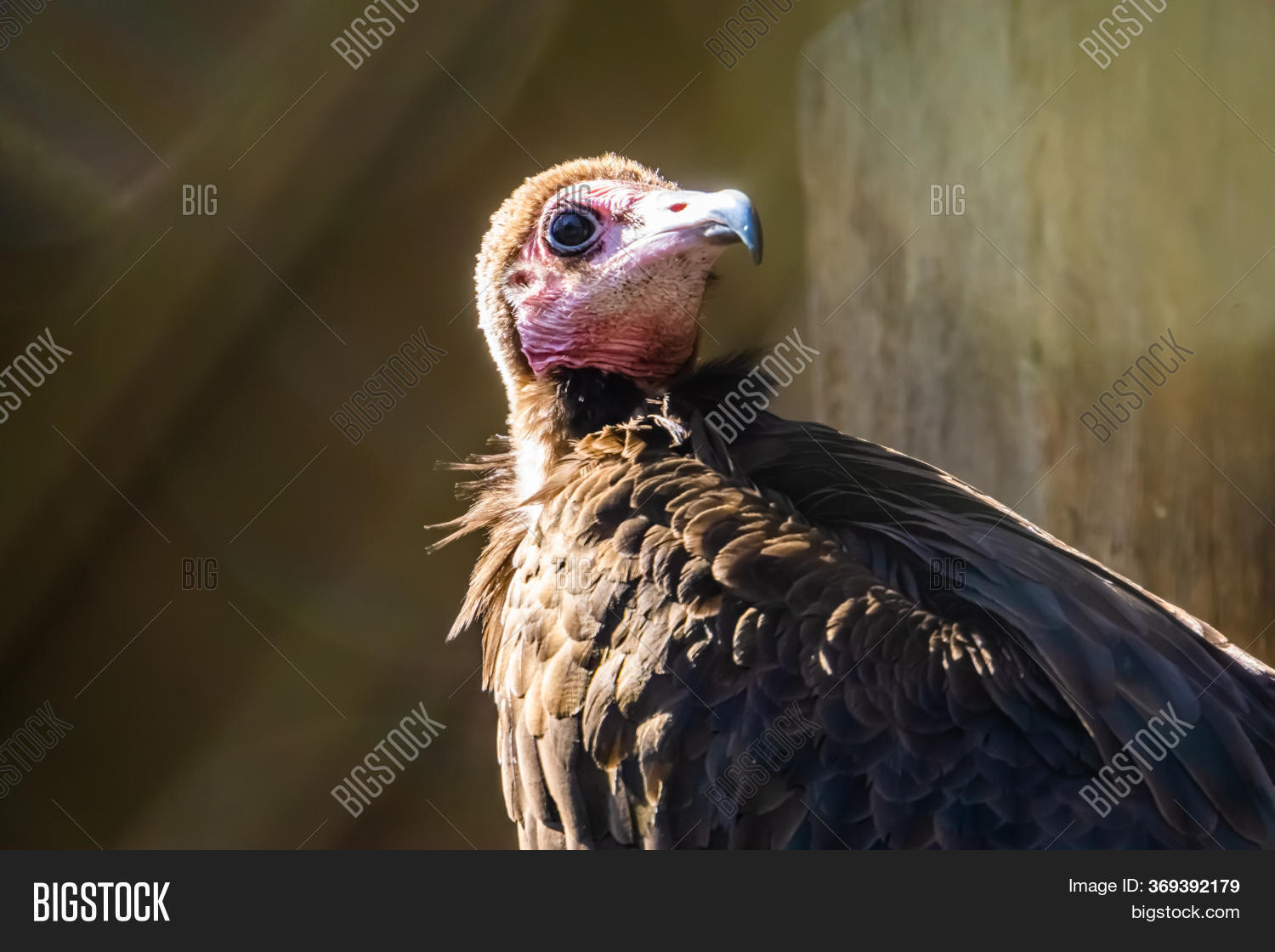 Hooded Vulture Face Image & Photo (Free Trial) | Bigstock