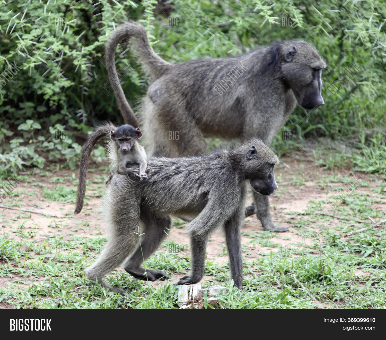 Family Baboon Monkeys Image & Photo (Free Trial) | Bigstock