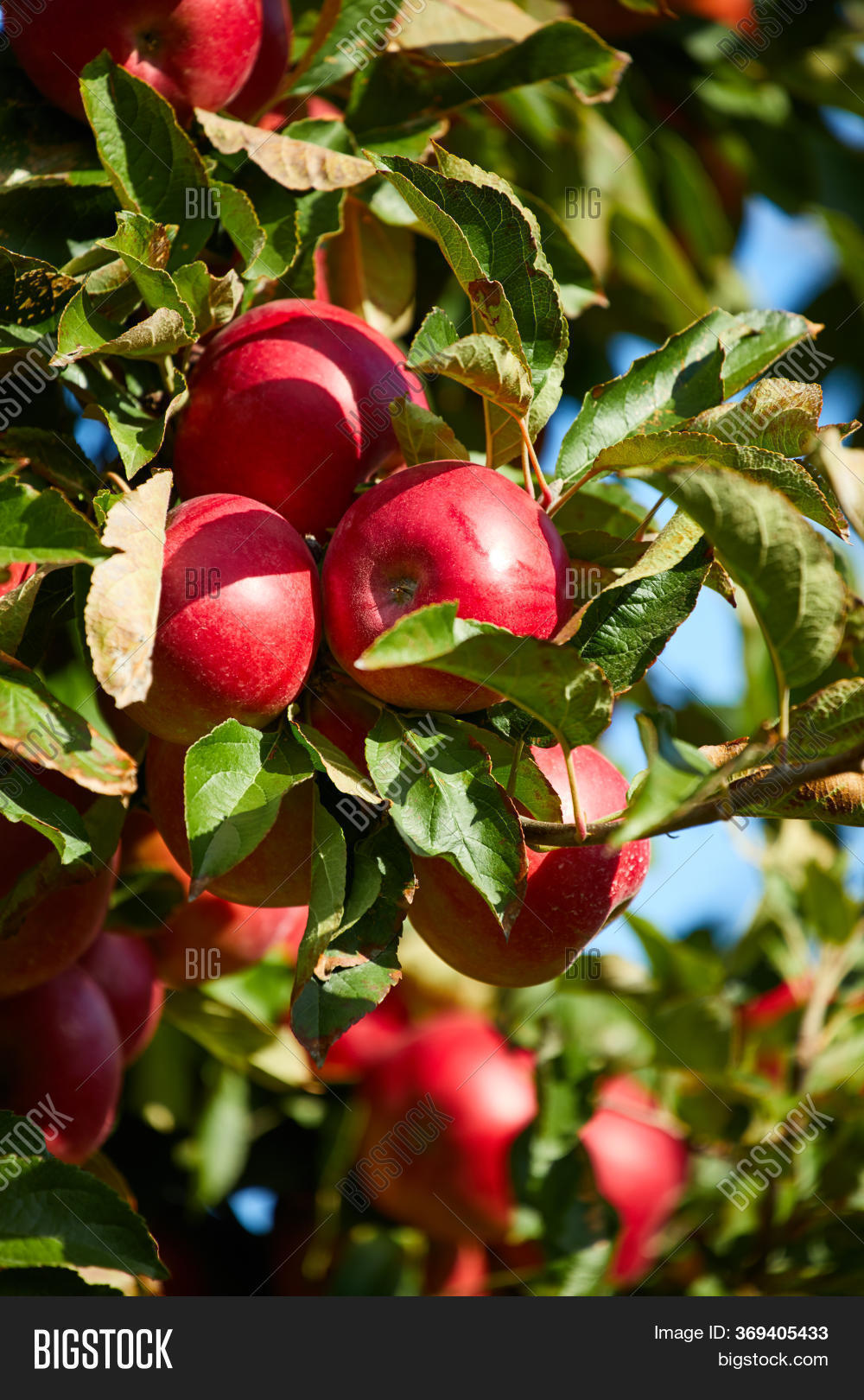 Juicy Red Apples Image & Photo (Free Trial) | Bigstock