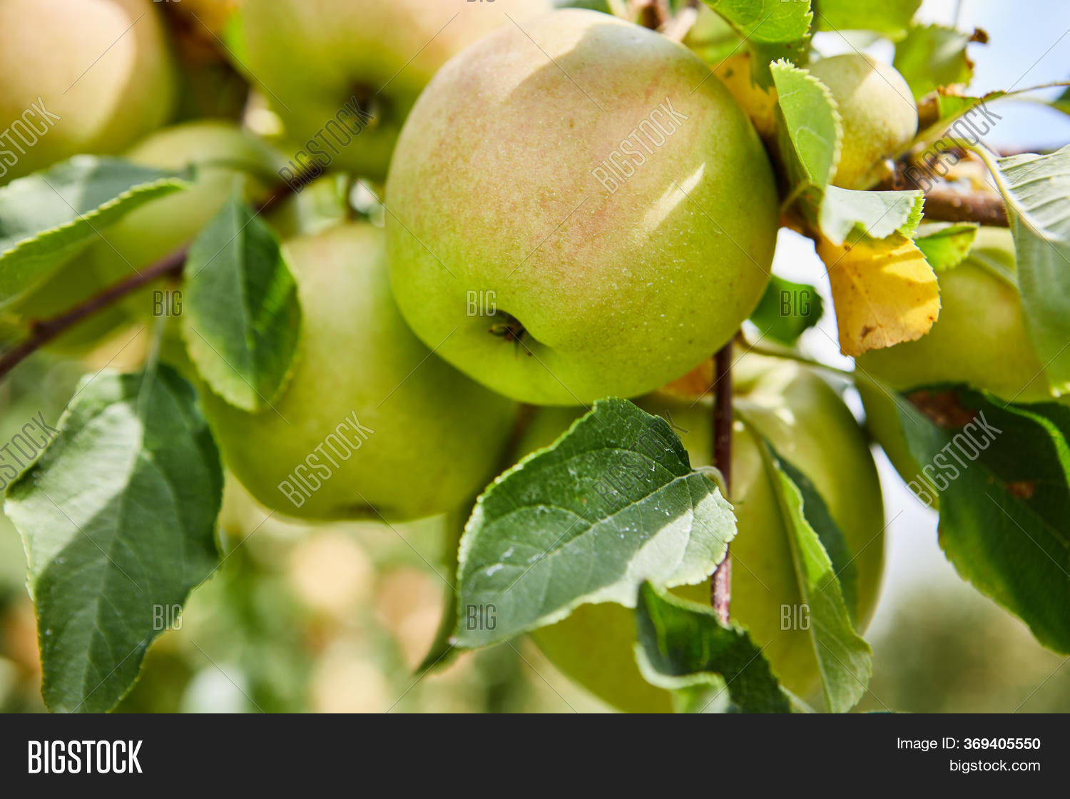 Apples On Tree. Image & Photo (Free Trial) | Bigstock