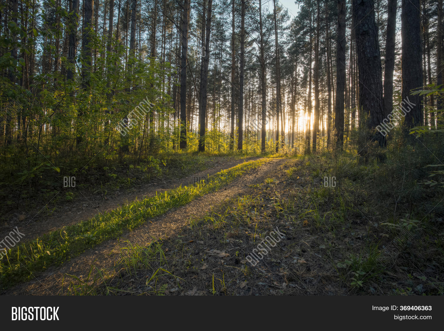 Beautiful Sunset Woods Image & Photo (Free Trial) | Bigstock