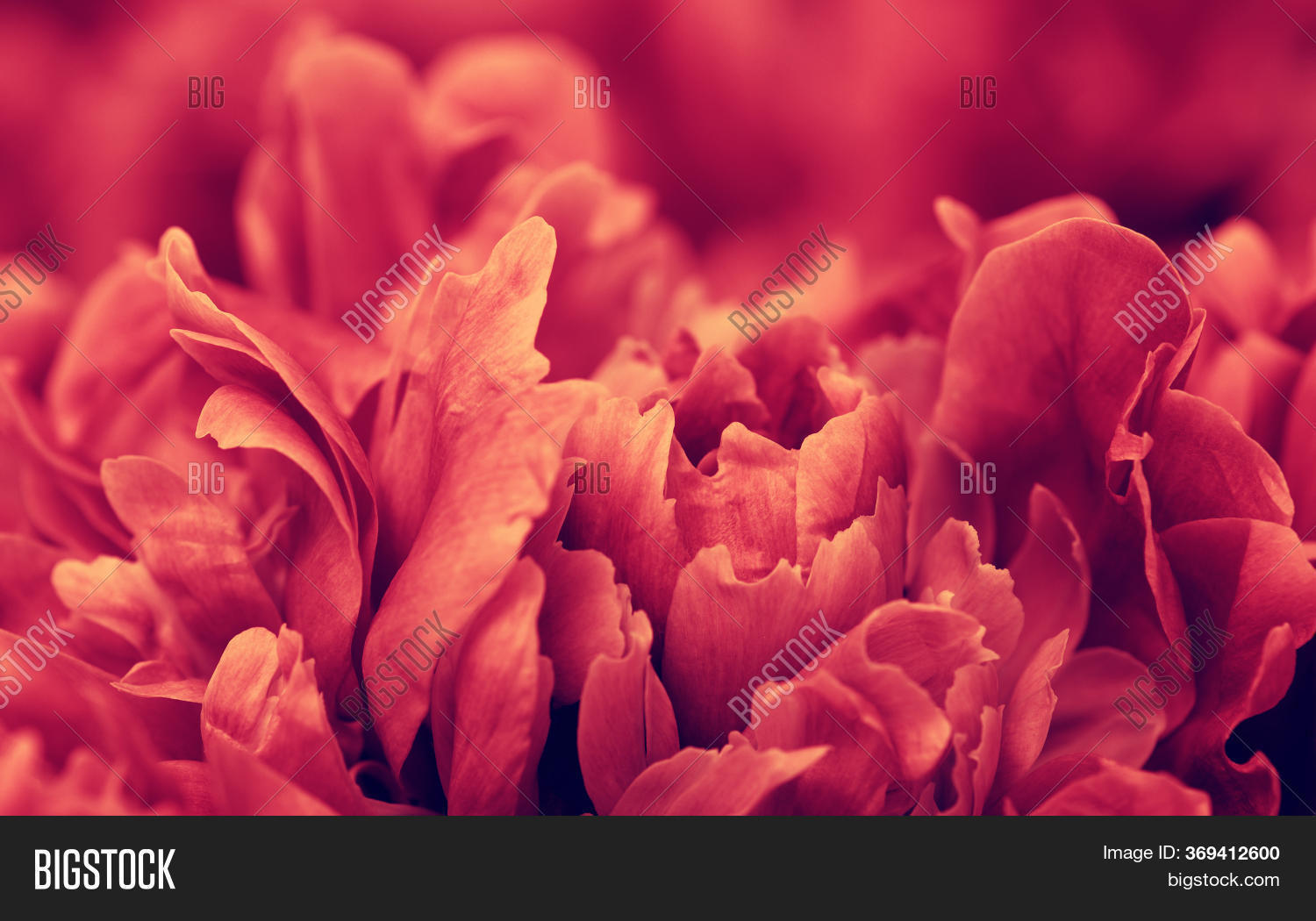 Macro Spring Flowers, Image & Photo (Free Trial) | Bigstock