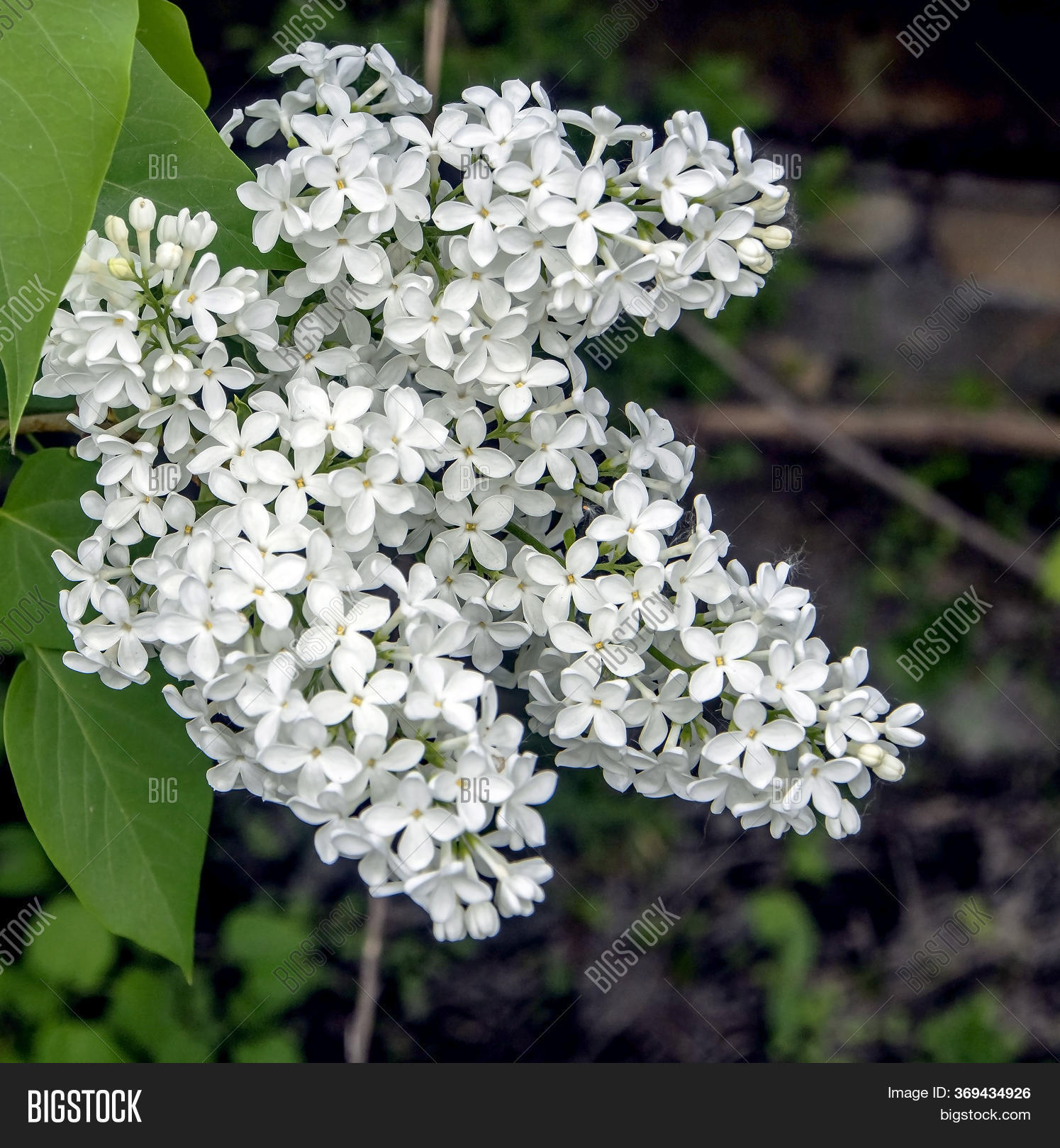 Blooming White Lilac Image & Photo (Free Trial) | Bigstock