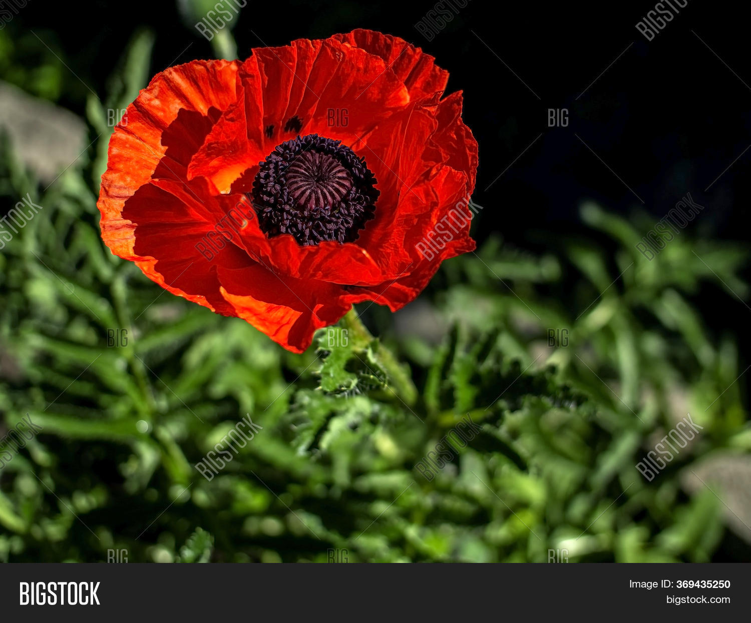 Red Poppy Garden Image & Photo (Free Trial) | Bigstock