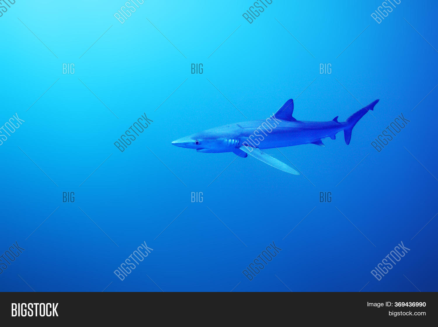 Blue Shark (prionace Image & Photo (Free Trial) | Bigstock
