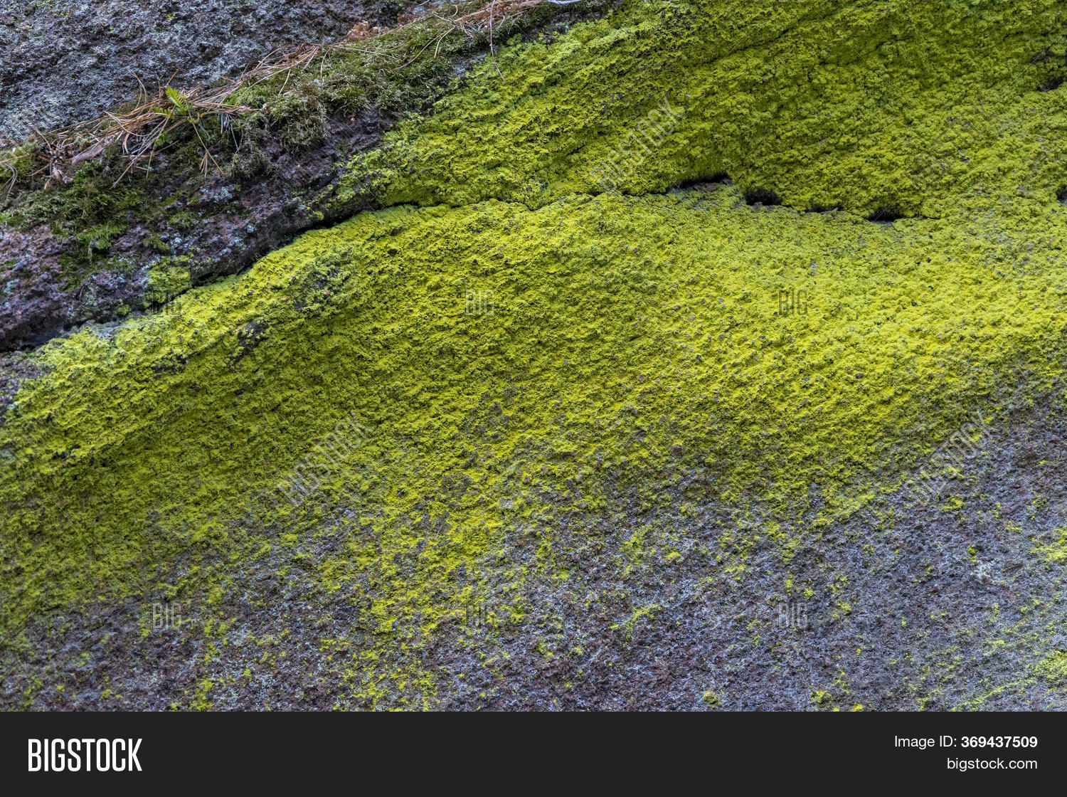 Colorful Moss On Rock Image & Photo (Free Trial) | Bigstock