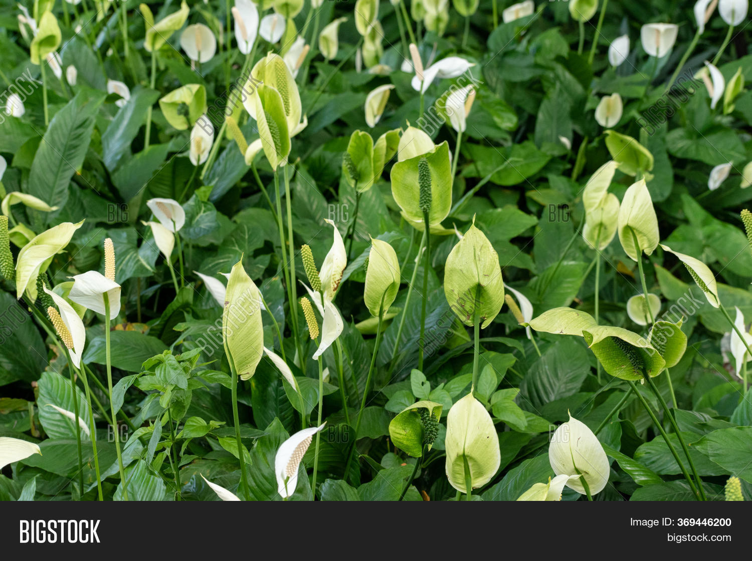 Spathiphyllum Image & Photo (Free Trial) | Bigstock