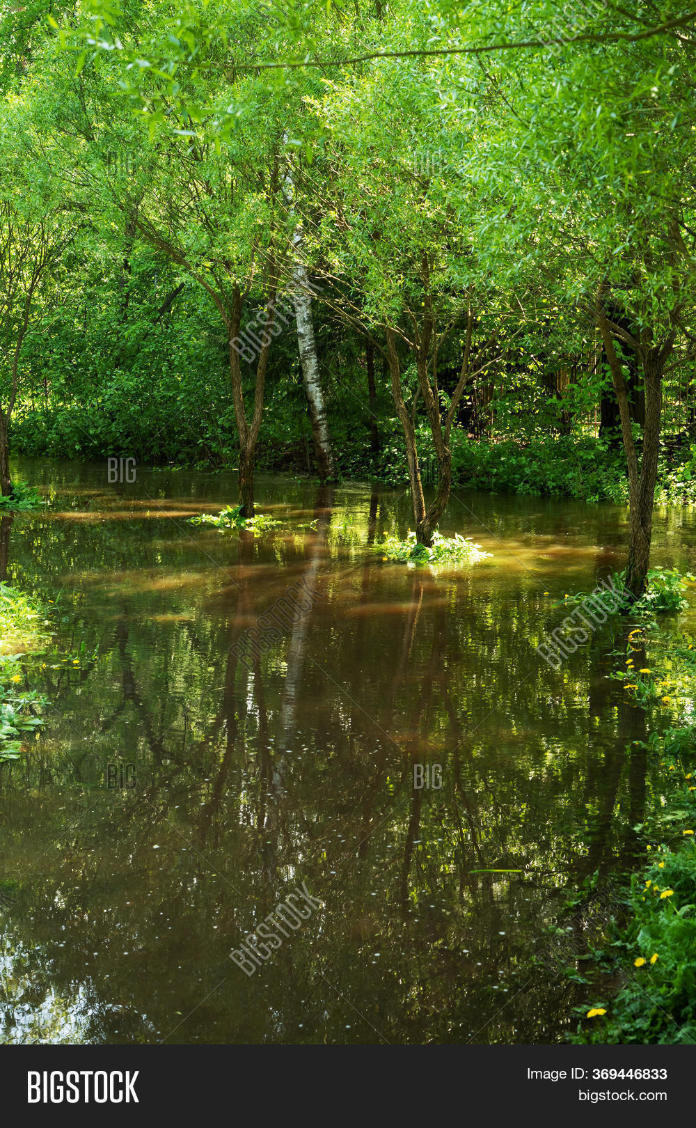 Flooded Trees Forest. Image & Photo (Free Trial) | Bigstock