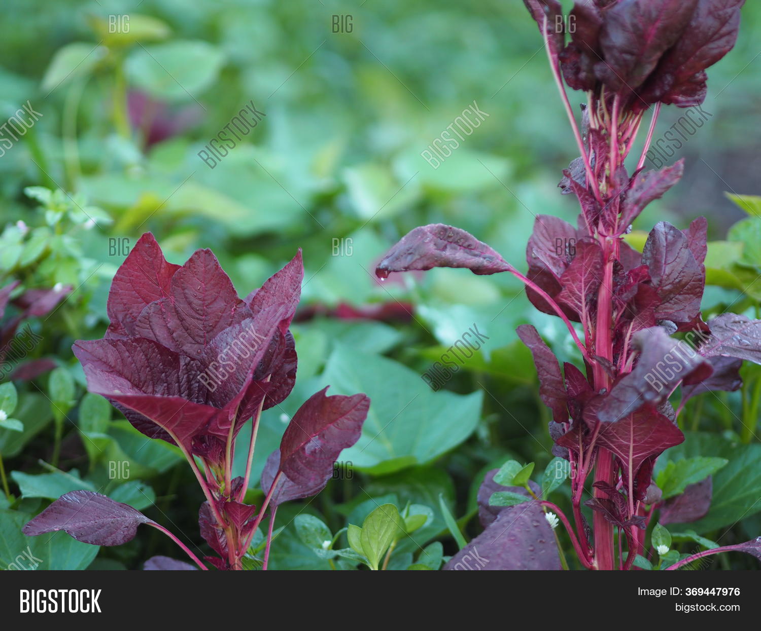 Spinach Amaranth Image & Photo (Free Trial) | Bigstock