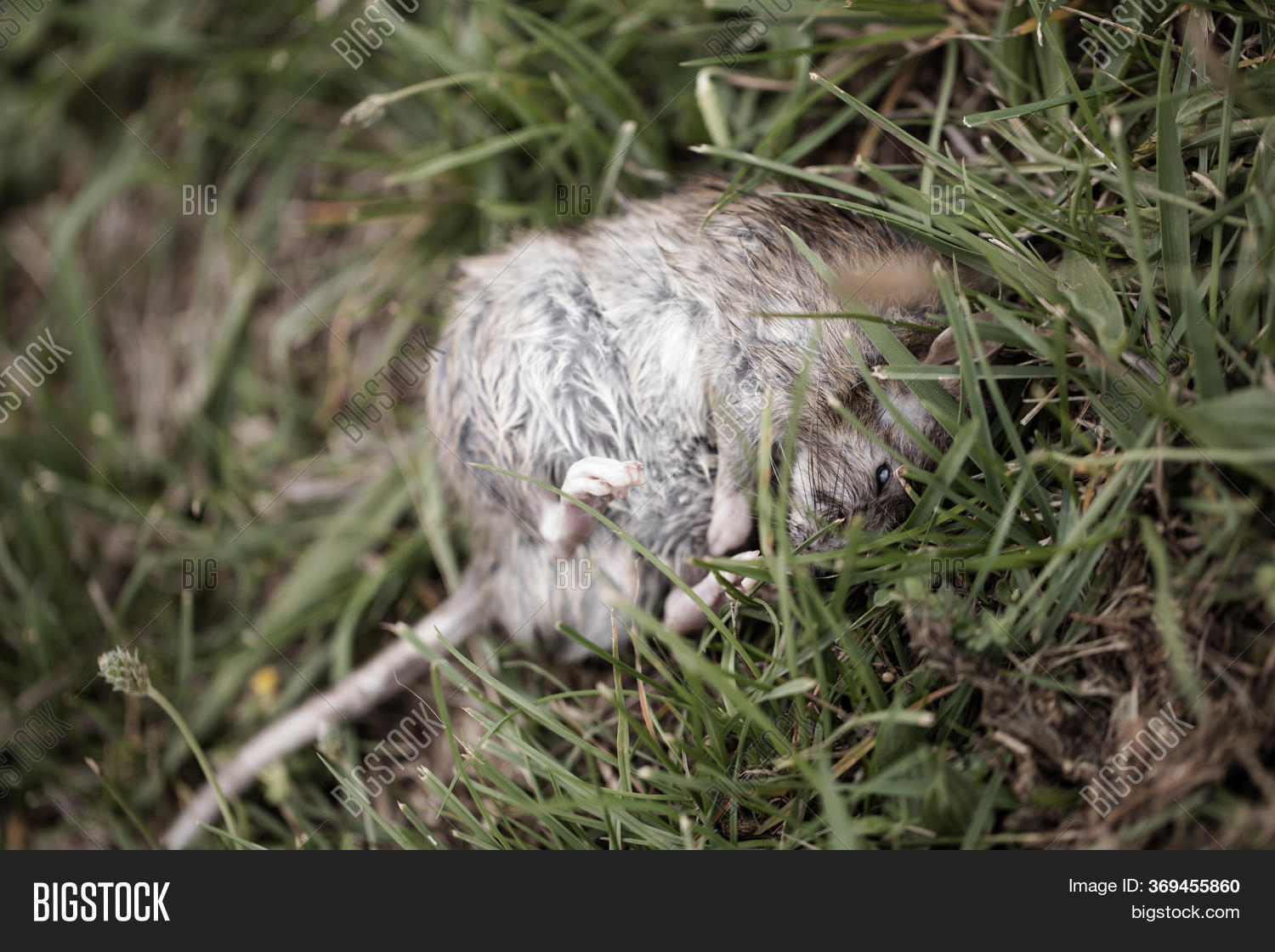 Close Dead Rat Lying Image & Photo (Free Trial) | Bigstock