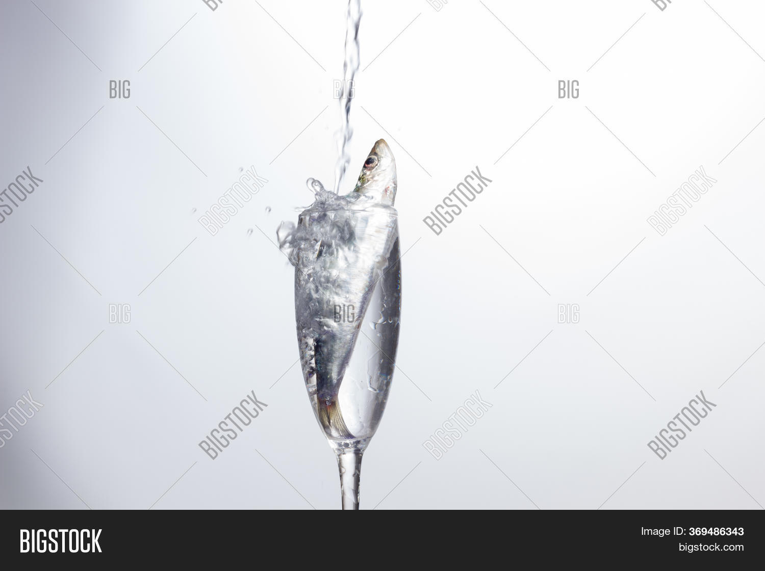 Sardine Healthy Fish Image & Photo (Free Trial) | Bigstock