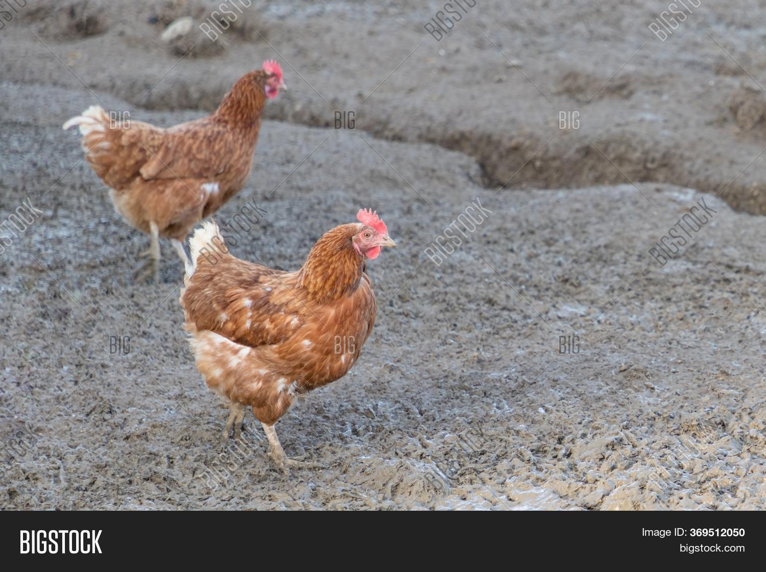 Brown Chickens Live Image & Photo (Free Trial) | Bigstock